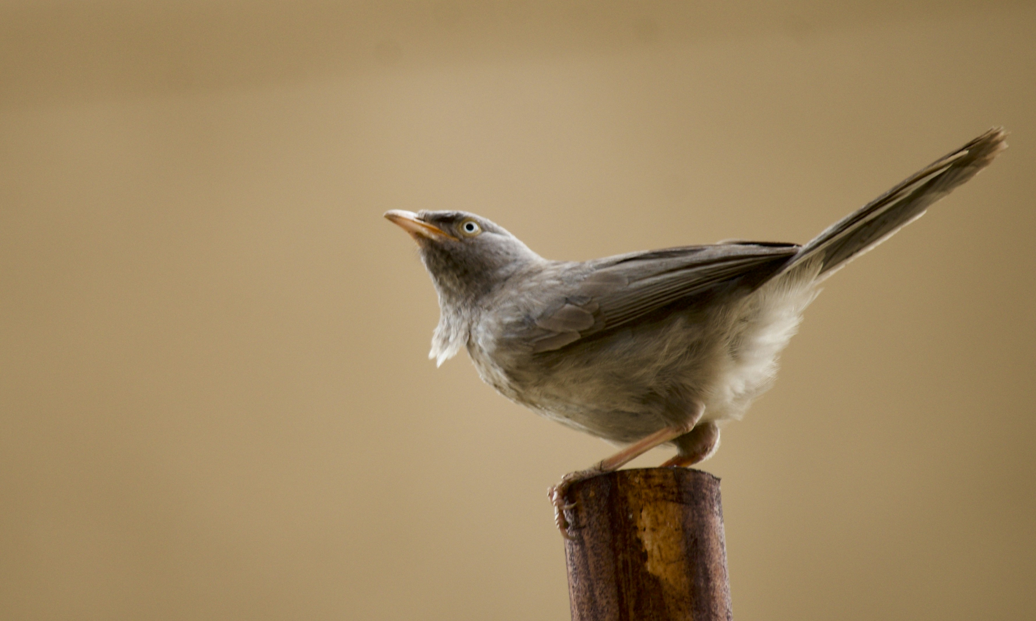 Grey Warbler on a Weathered Post at Golden Hour