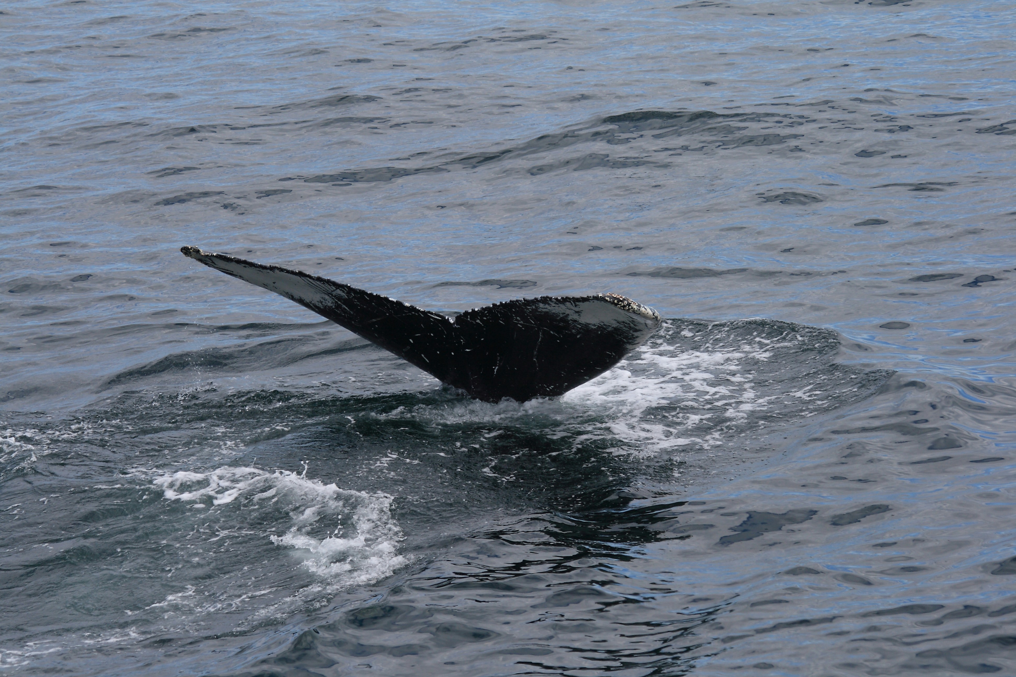 A humpback whale's fluke elegantly breaks the surface of the ocean, creating ripples in the water. The scene captures the majesty of marine life in motion.