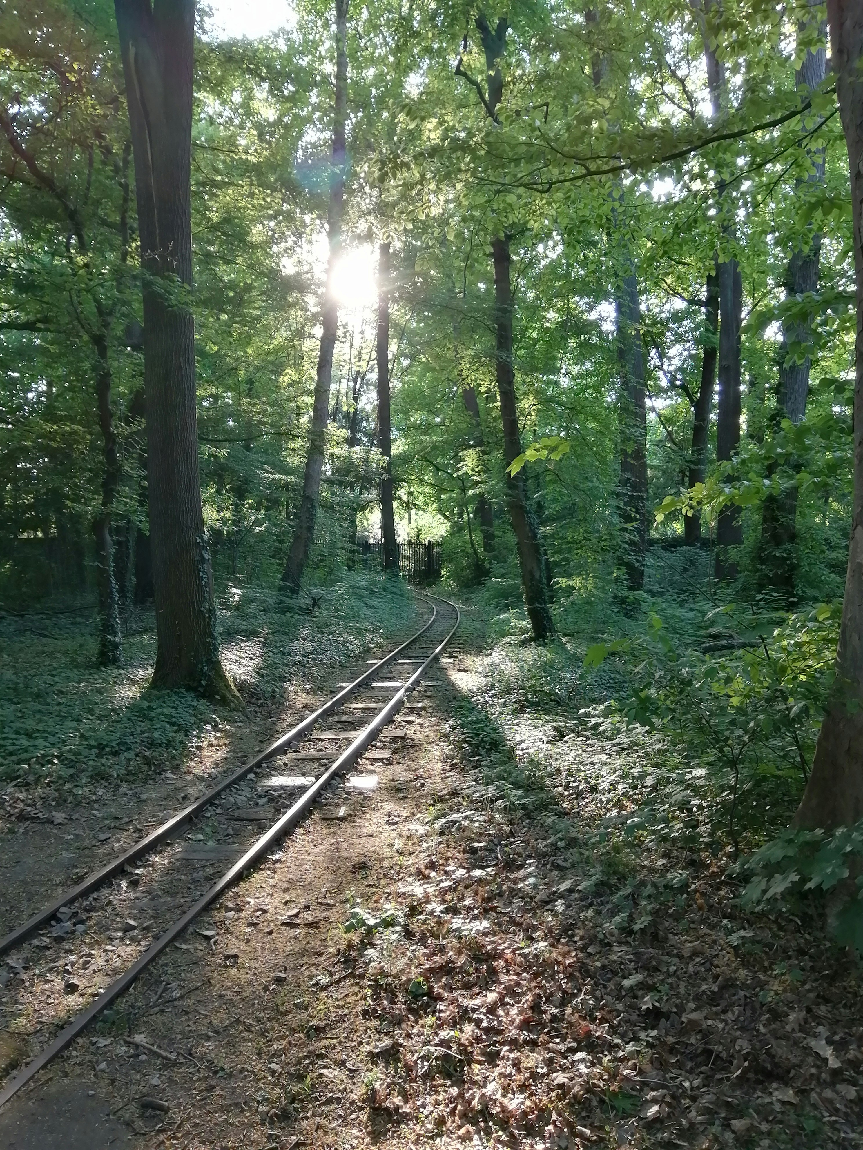 Sunlight filters through a dense forest, illuminating a winding railway track surrounded by lush greenery.
