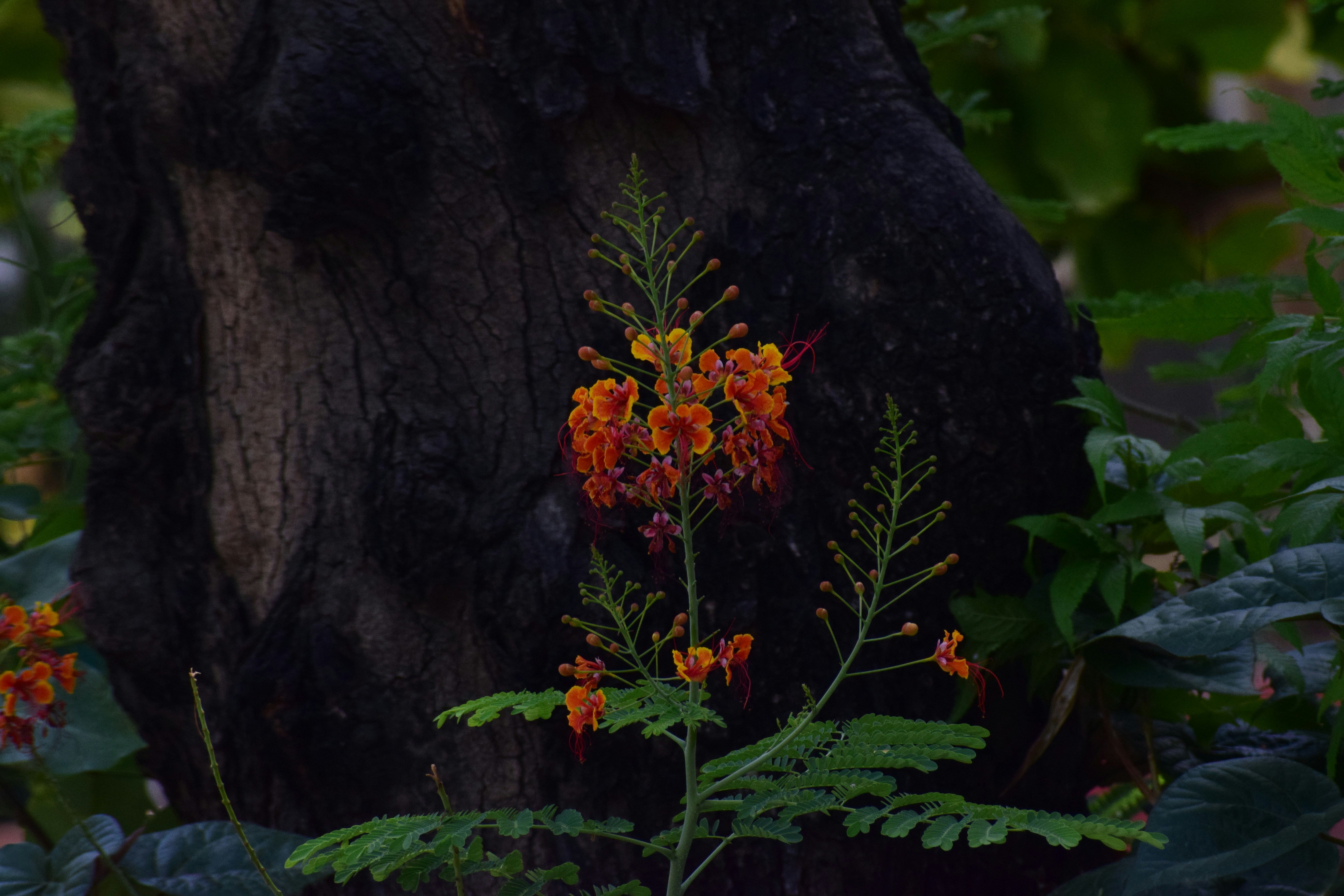 Flameflower in the Shade: An Orange Cluster Against Dark Bark