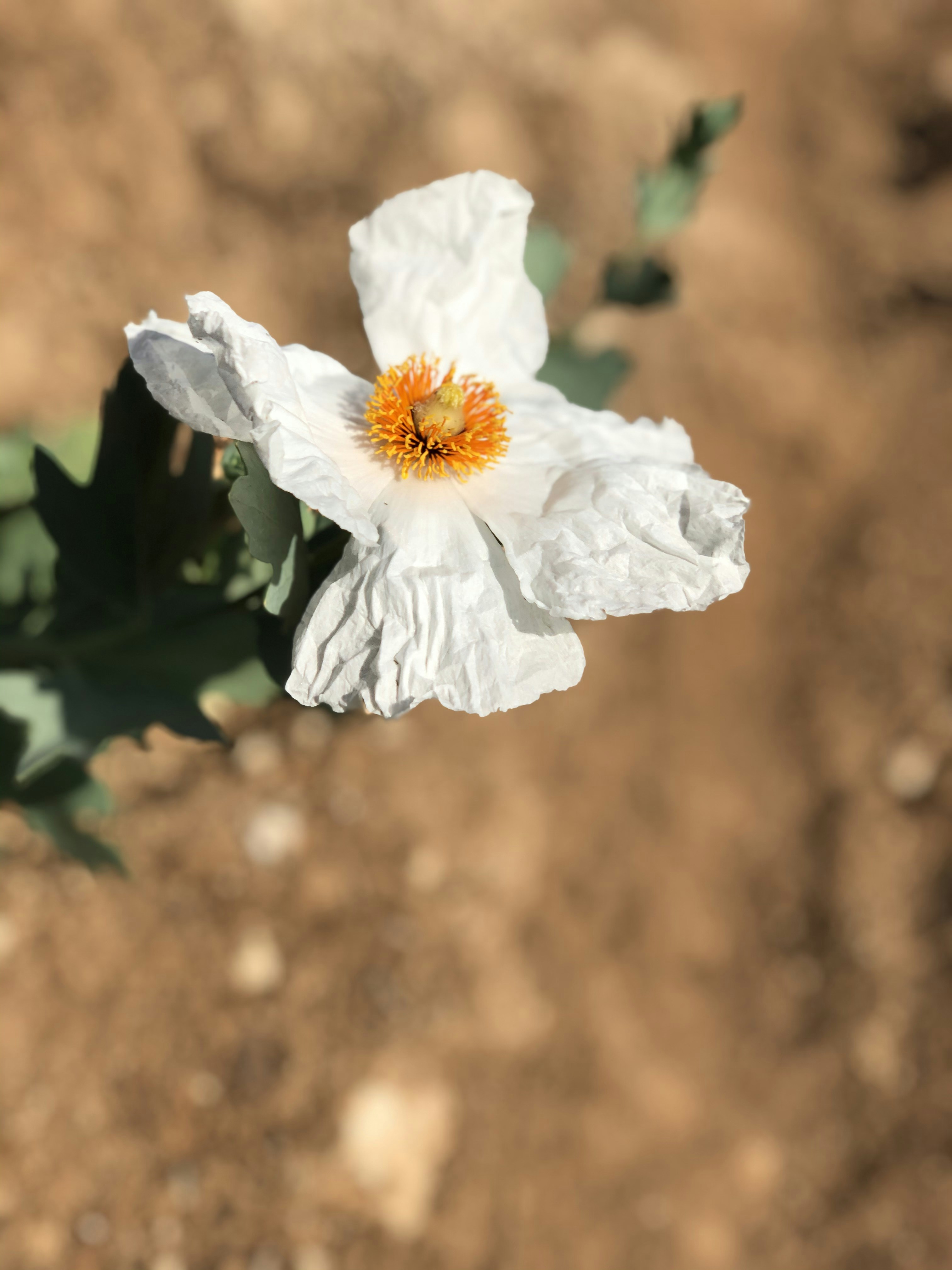 Close-up of a white flower with intricate textures and a vibrant orange center, set against a blurred earthy background.