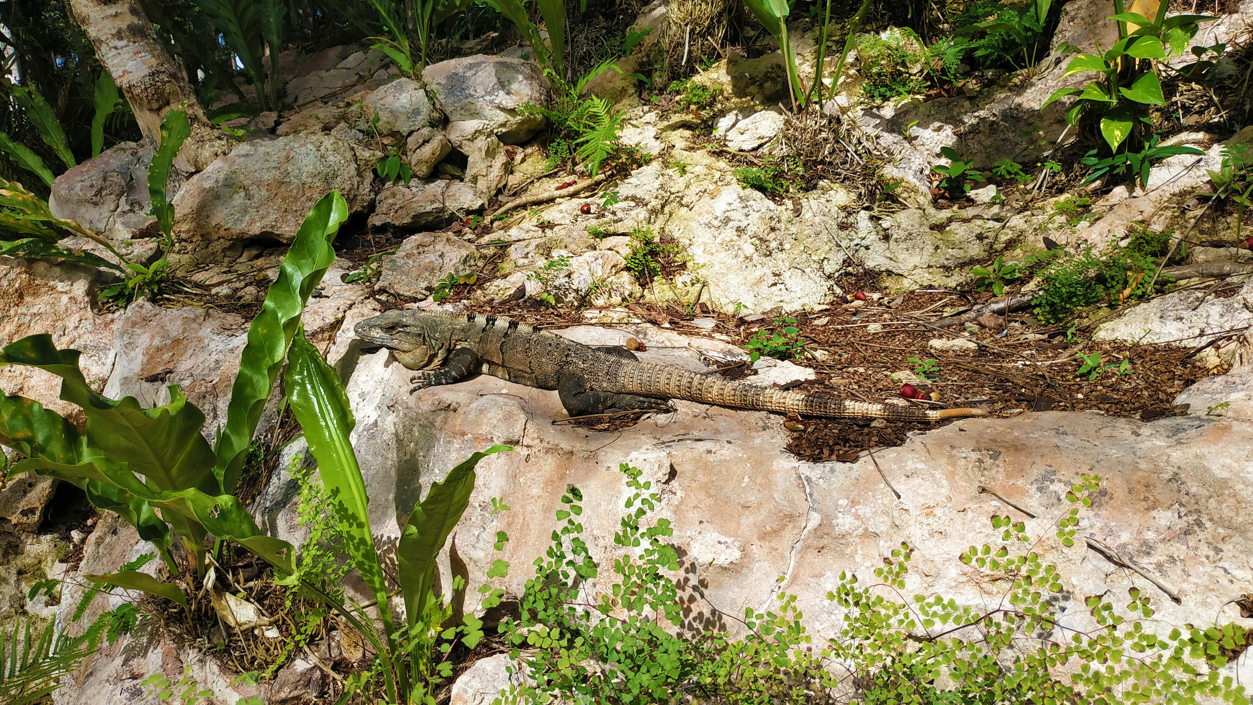 Iguana basking on sunlit rocks surrounded by lush greenery.