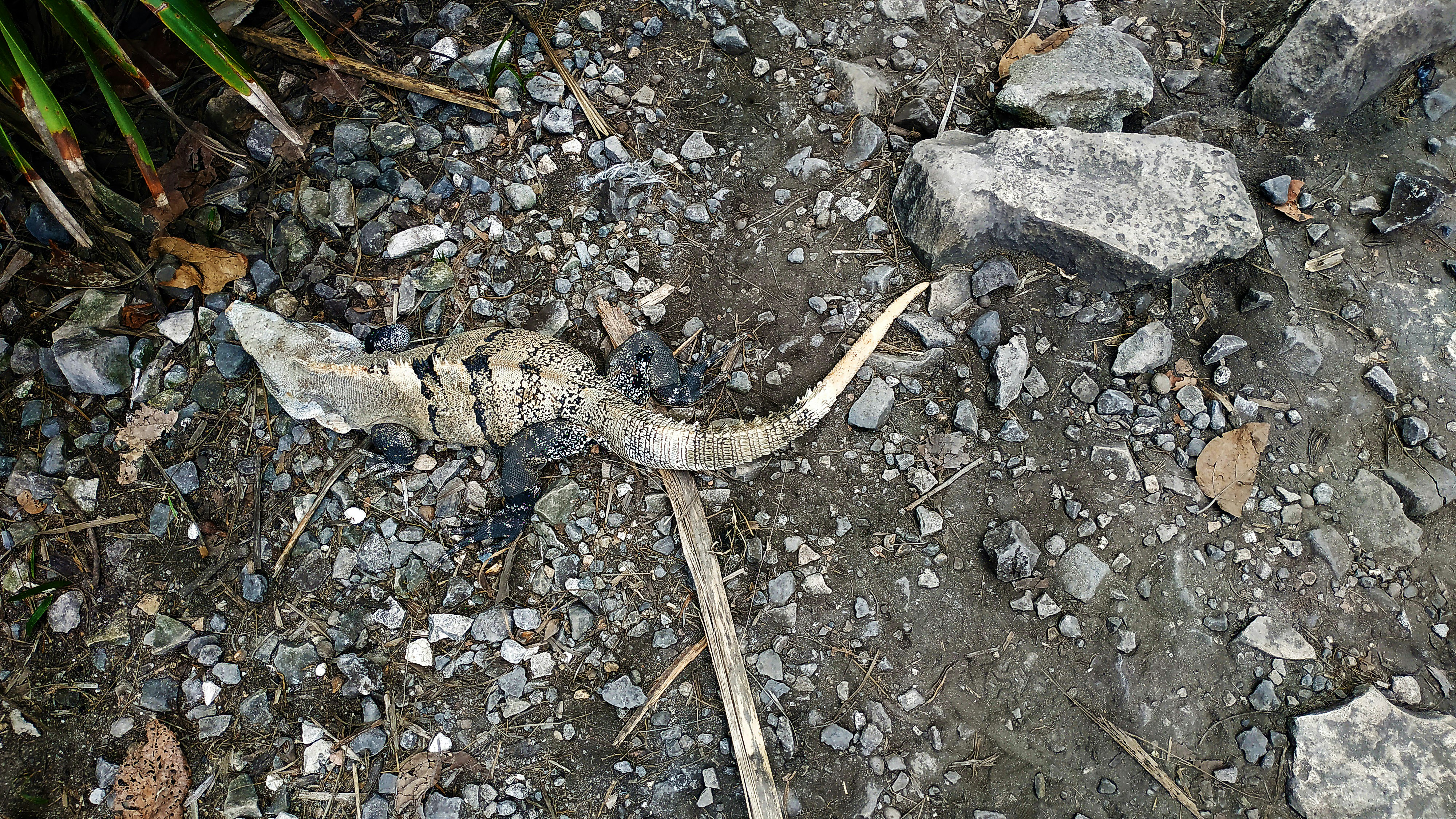 Camouflaged Reptile on Rocky TerrainNeven Myst