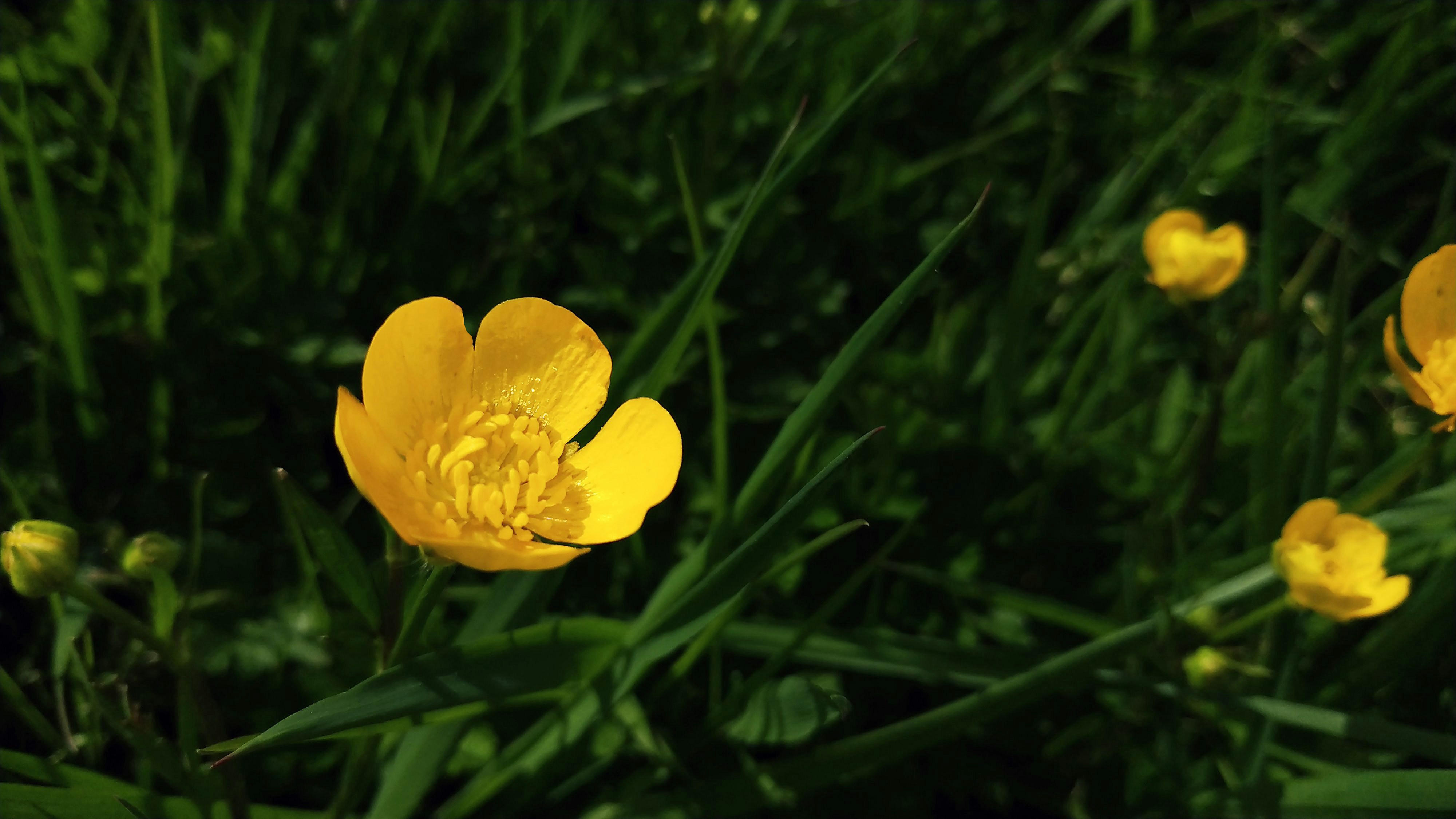 Yellow flowers amidst lush green grass under warm sunlight.