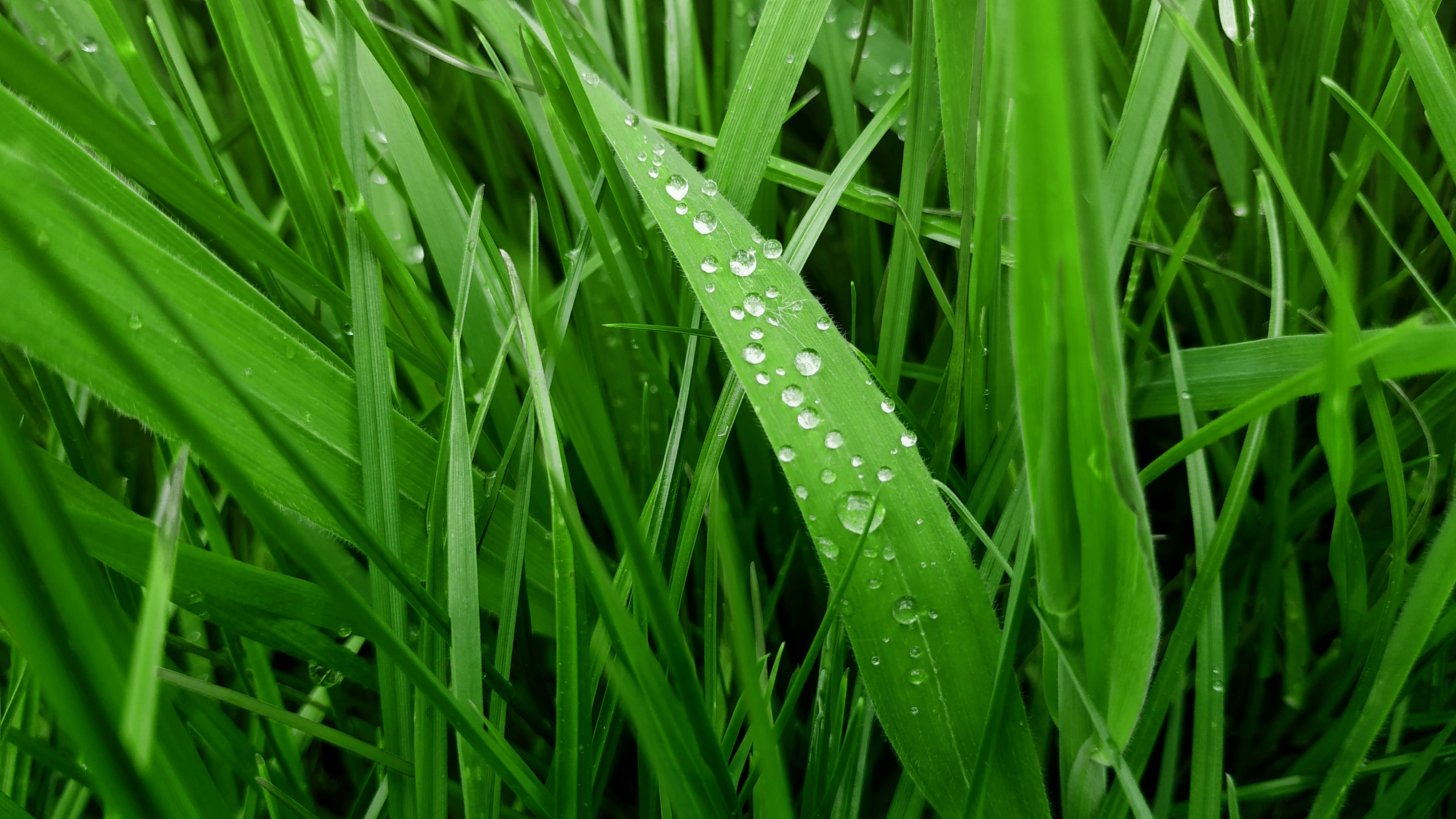 Vivid green grass blades adorned with raindrops glistening in soft light.