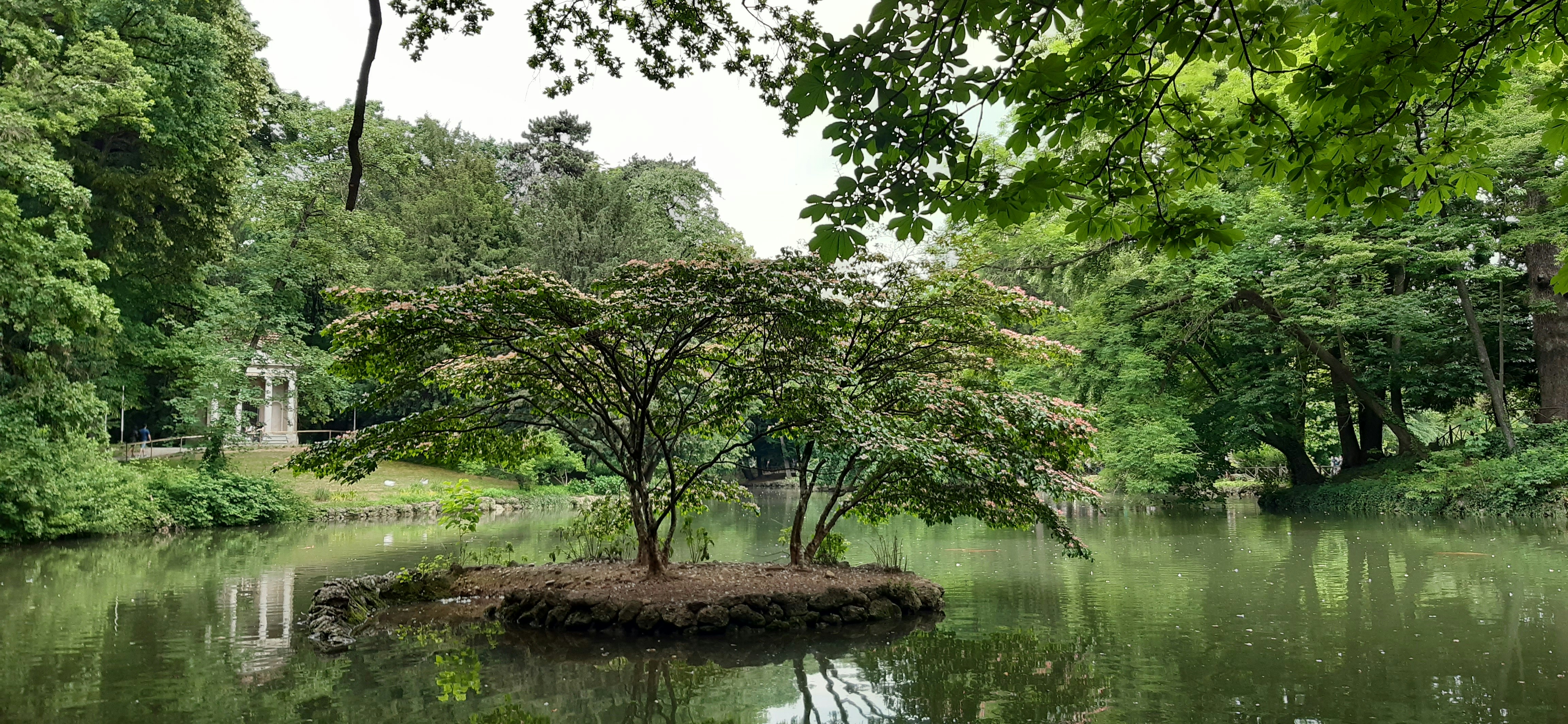 Lush trees on a small island reflected in a calm pond, surrounded by verdant foliage.
