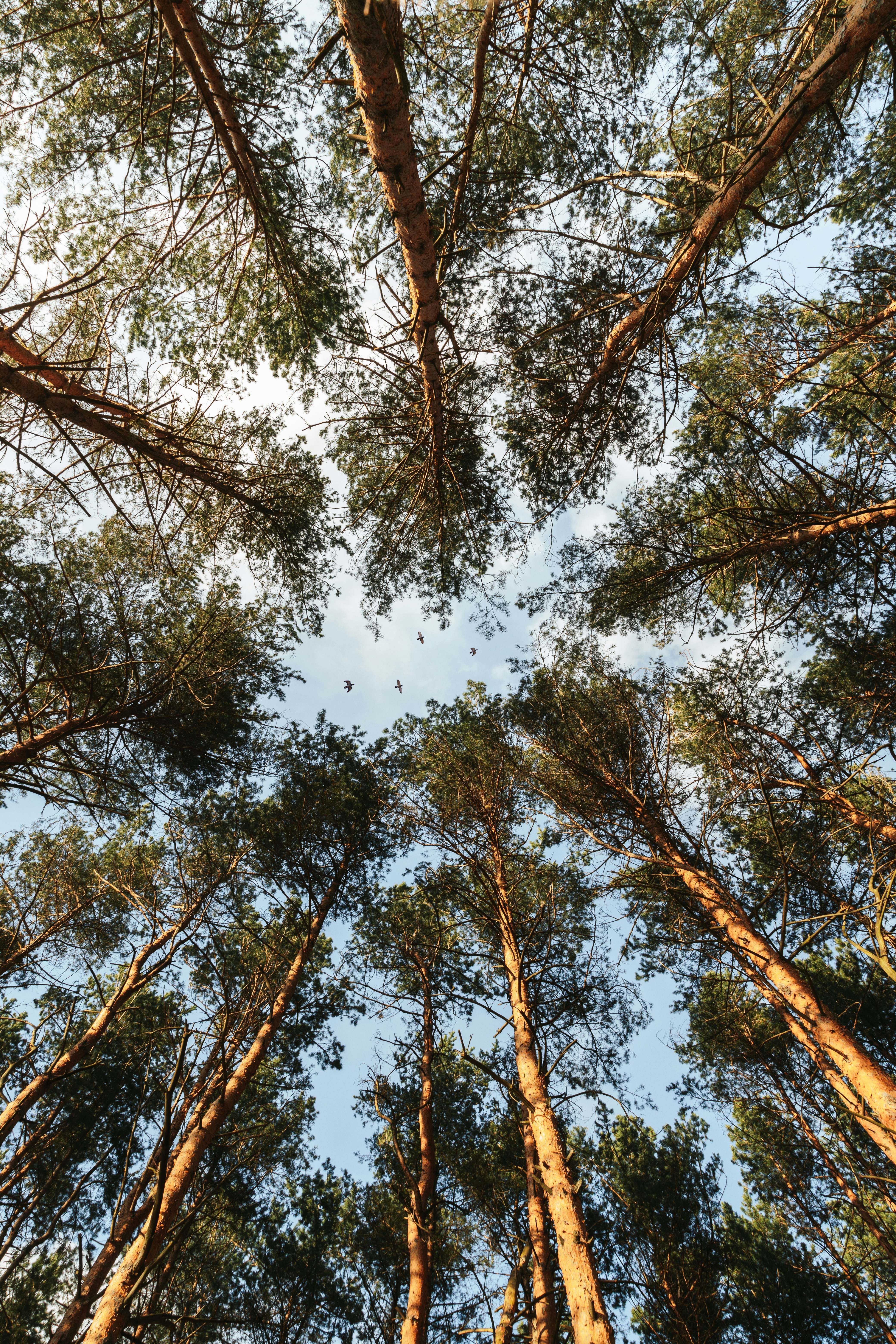 Low angle photography of brown trees under blue sky during daytime ...