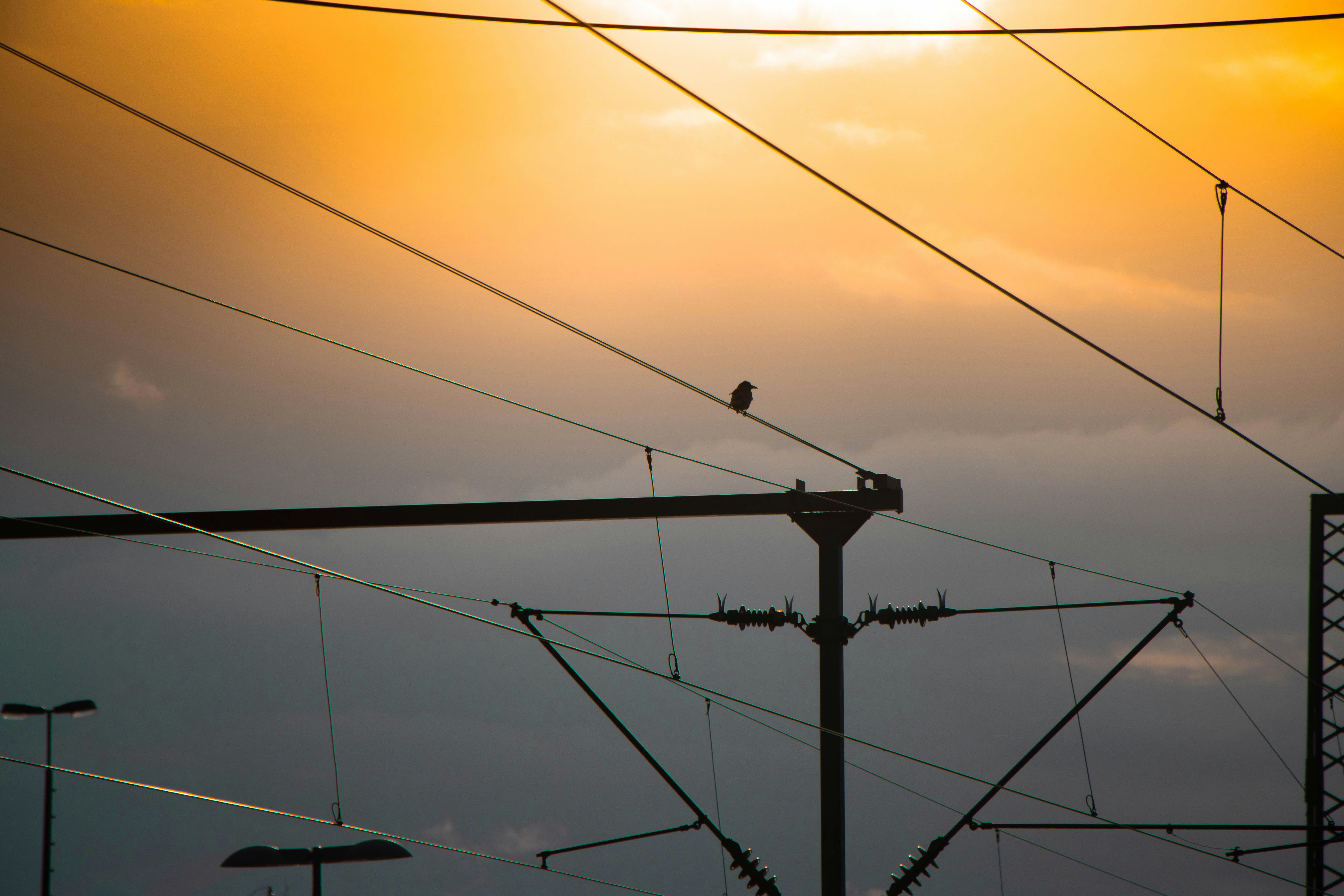 Low Sun, High Wines: A Single Bird Amid Railway Cables