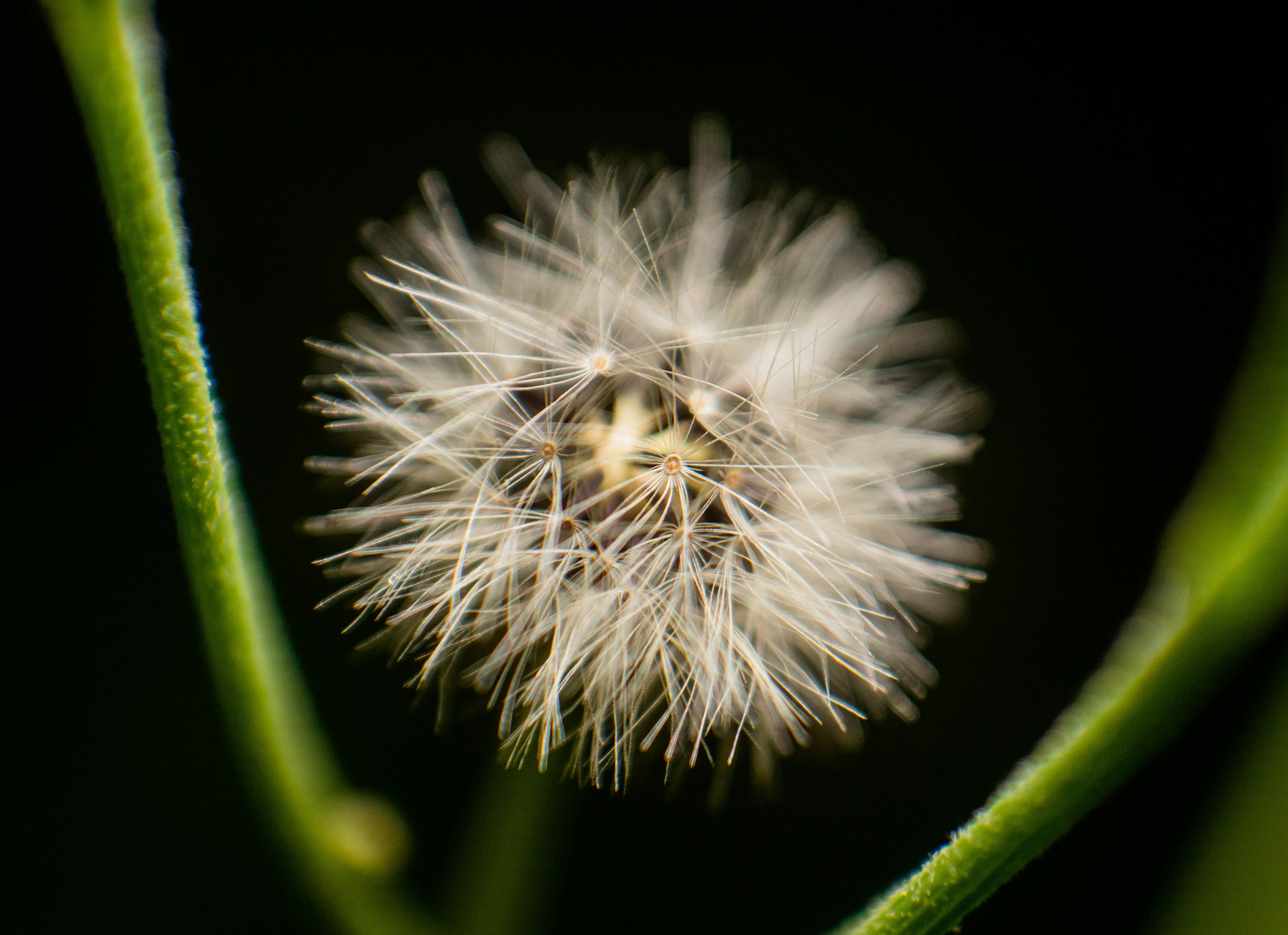 Crown of Delicate Filaments in Velvet Darkness