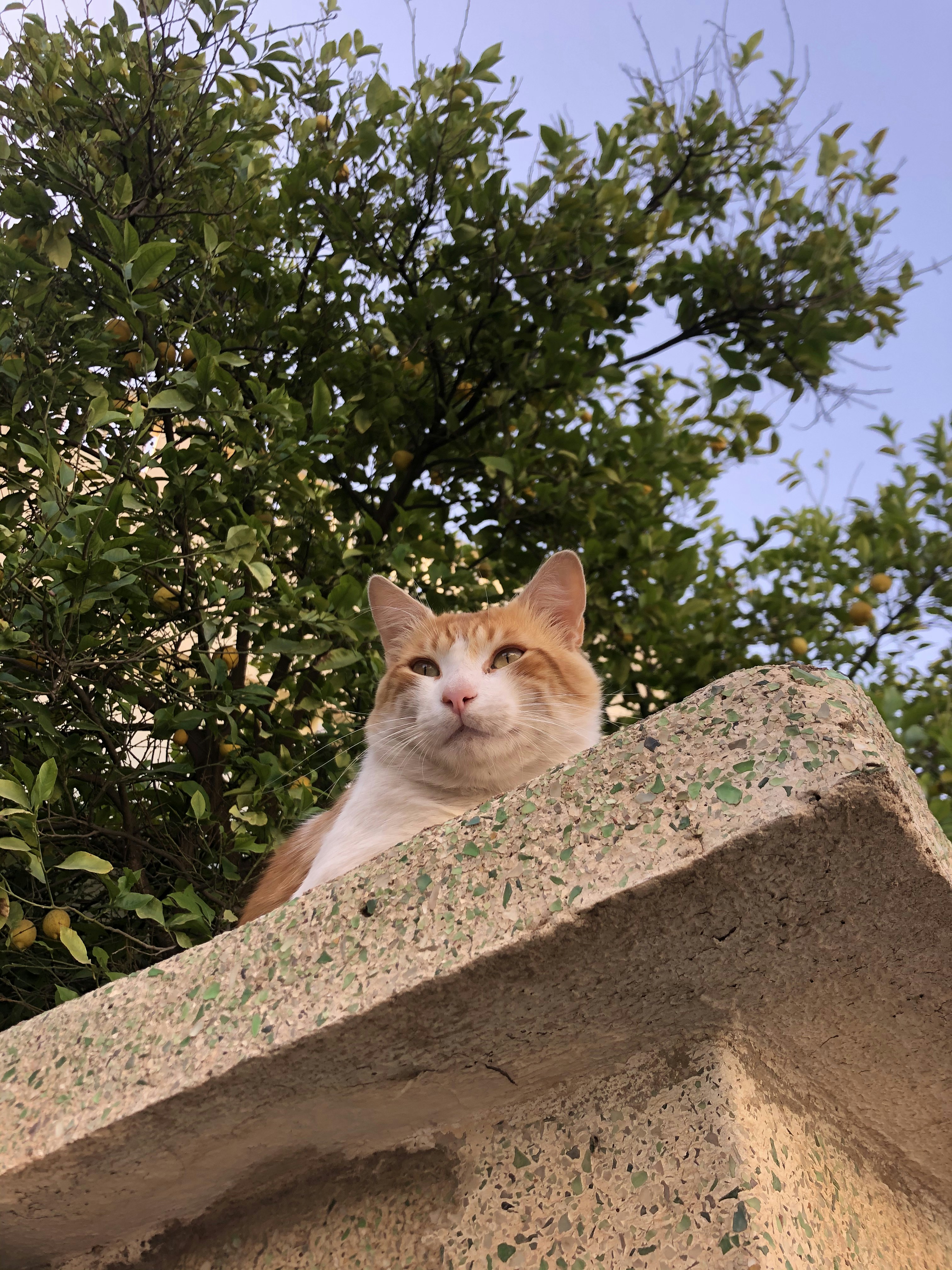 Sunlit Sentinel: A Ginger-White Cat Perched on a Weathered Terrace
