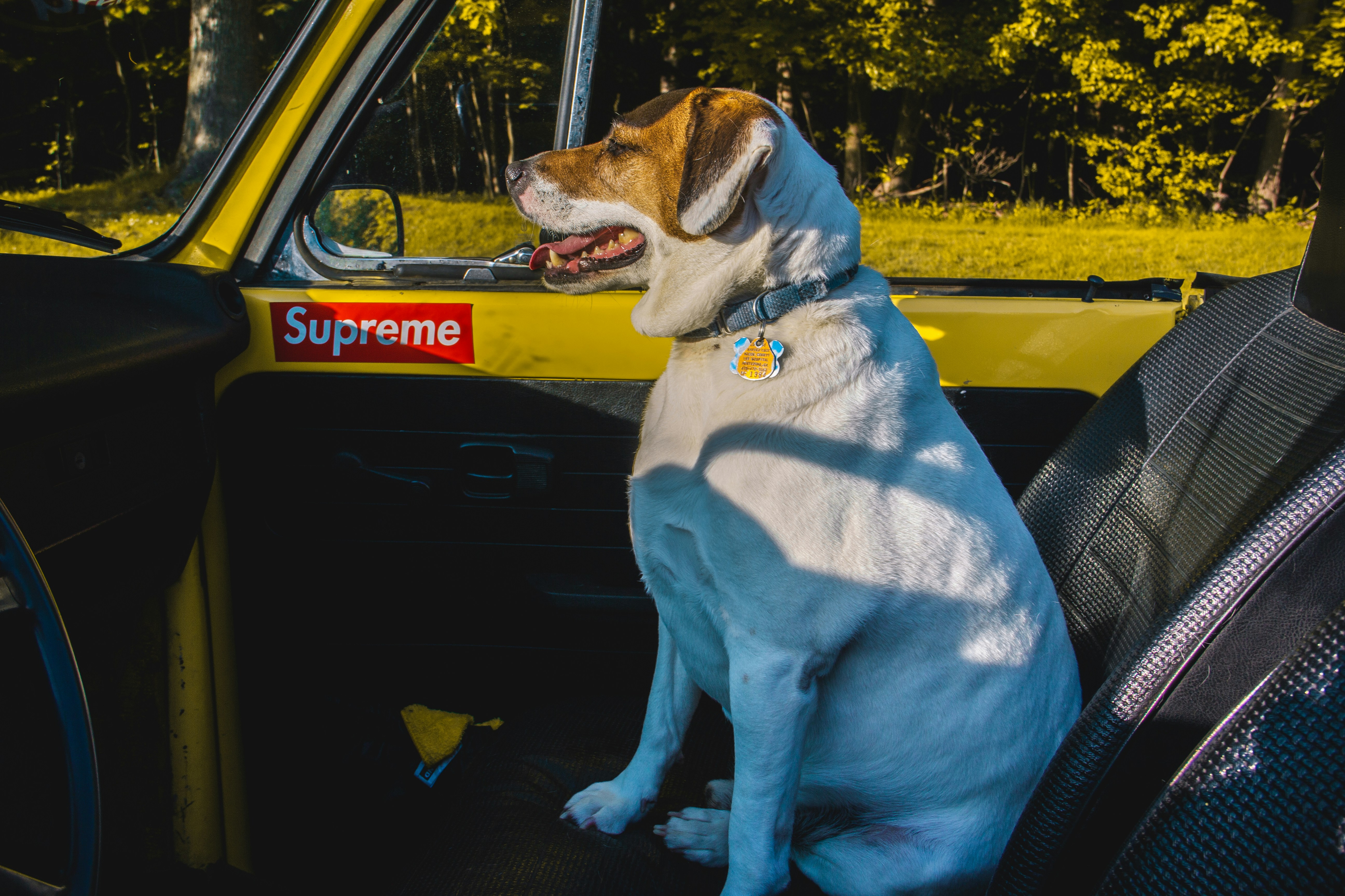 white and brown short coated dog sitting on car seat