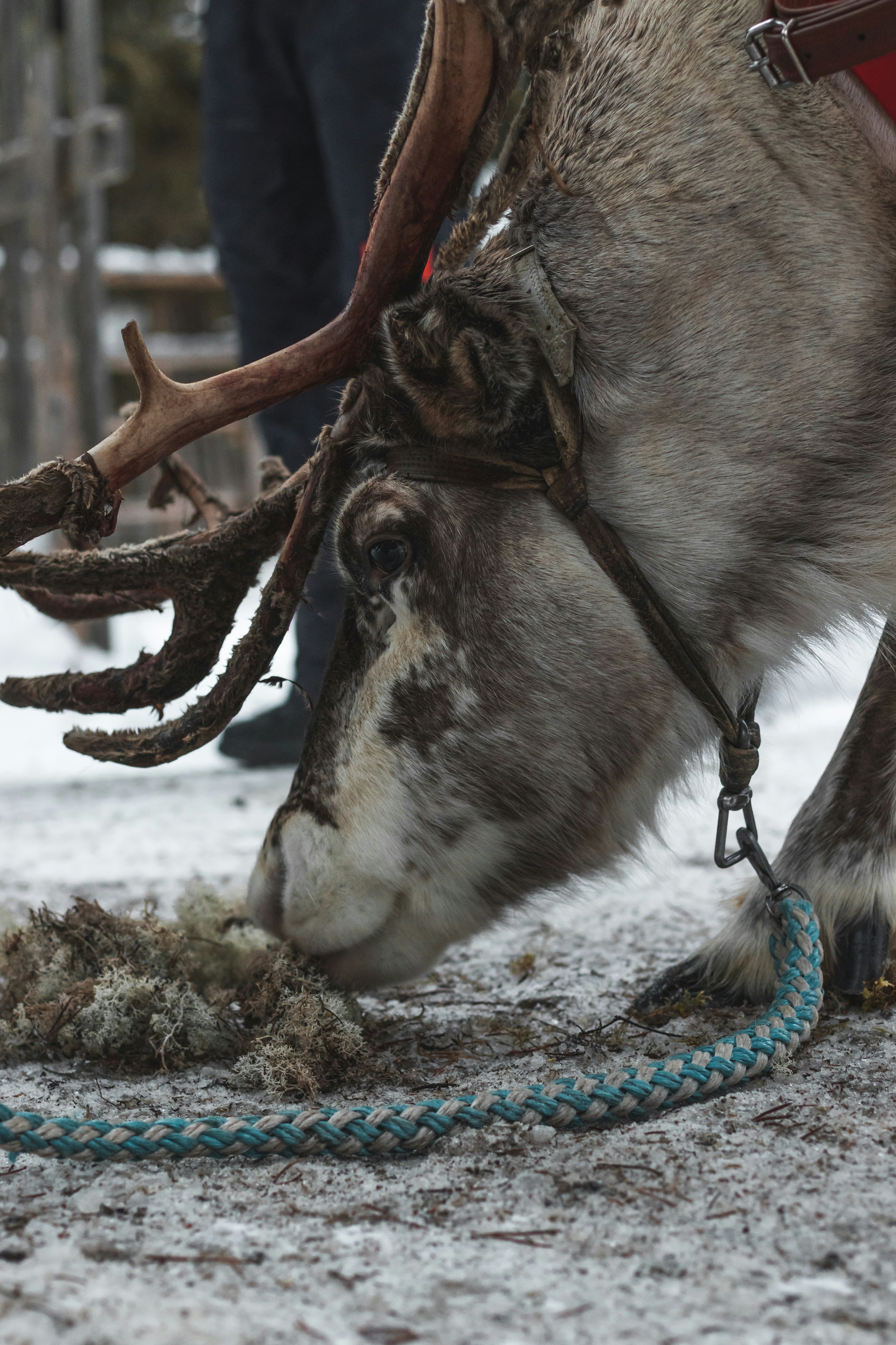 Nose to the Frost: a Harnessed Reindeer Sniffs the Snow