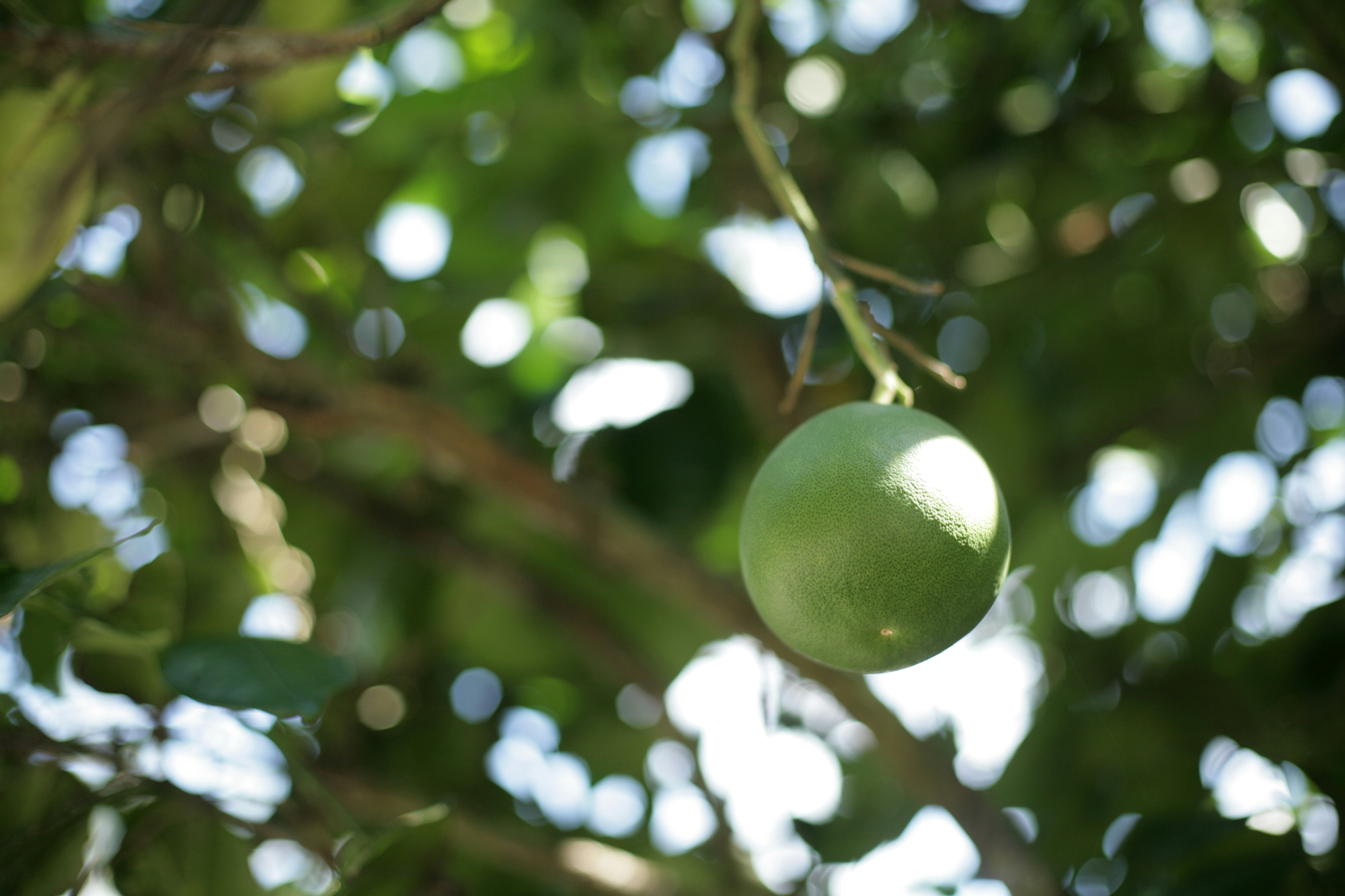 Green round fruit on tree during daytime photo – Free Food Image on ...