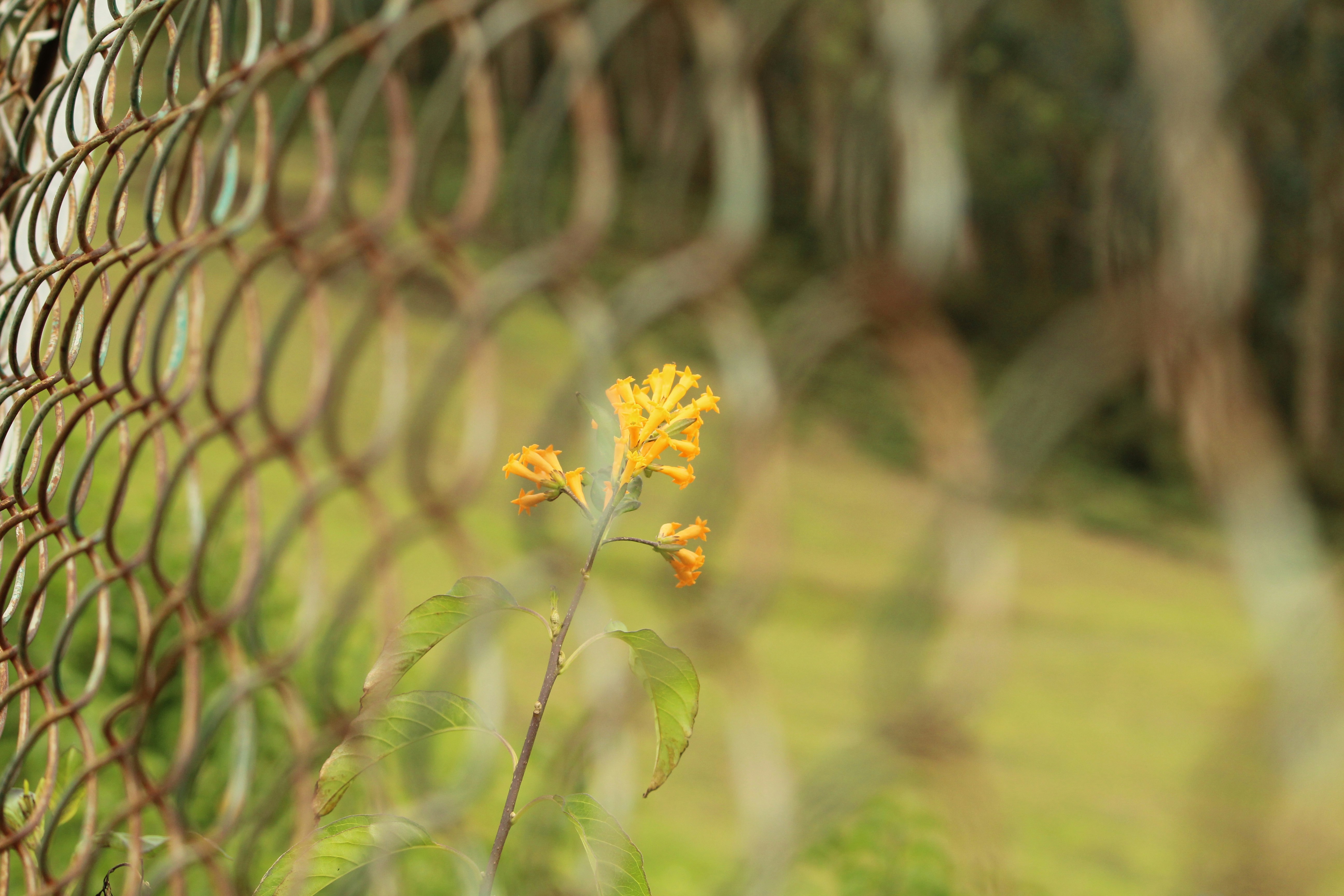 Lone Yellow Bloom Holds Ground Against a Looping Fence
