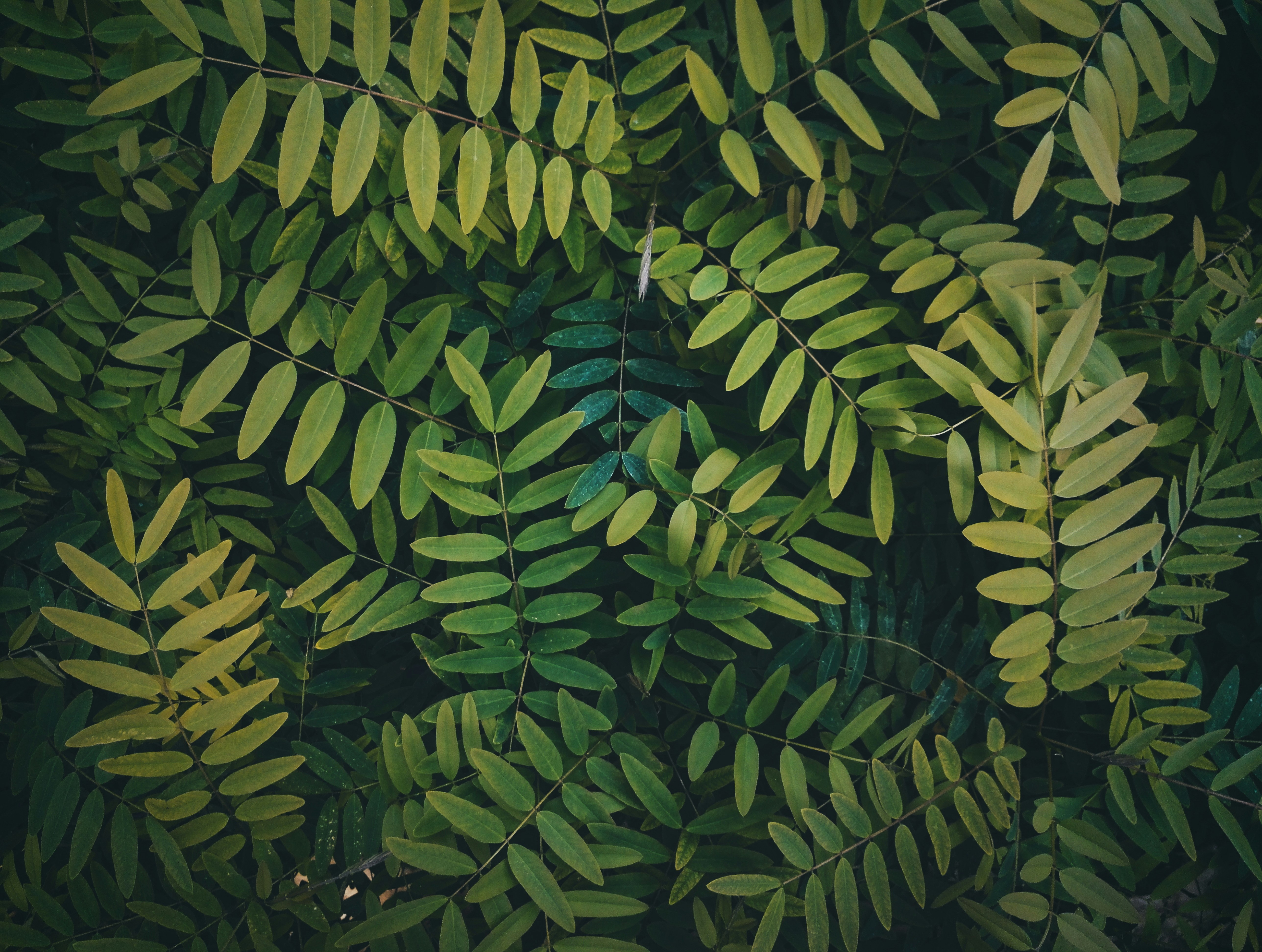Verdant Web: A Close-Up of Fronds and Keepsake Light