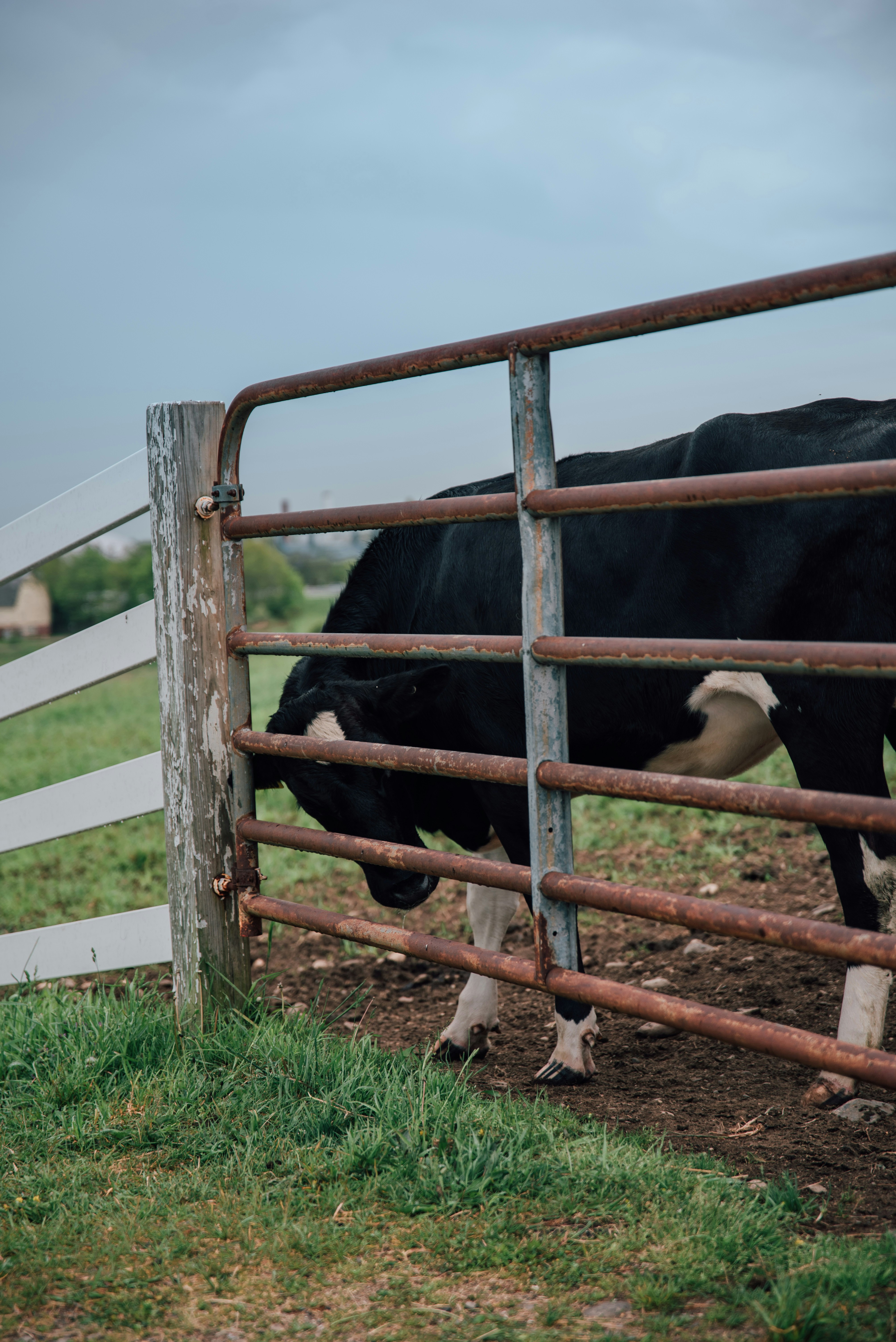 Grazing Through Weathered Rails: A Quiet Farmyard Moment