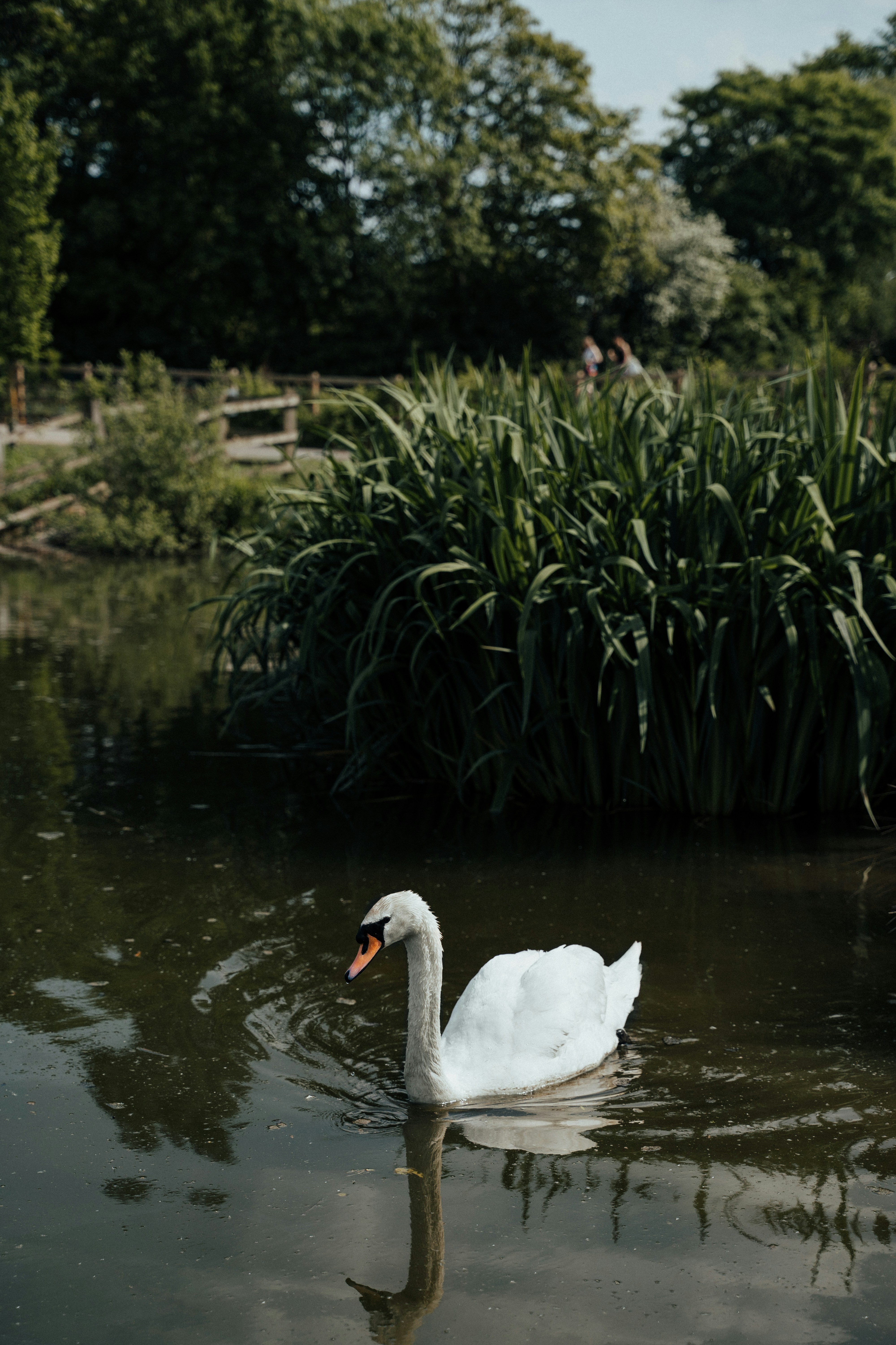 Swan by the Reed-Fringed Pond: A Quiet Glide