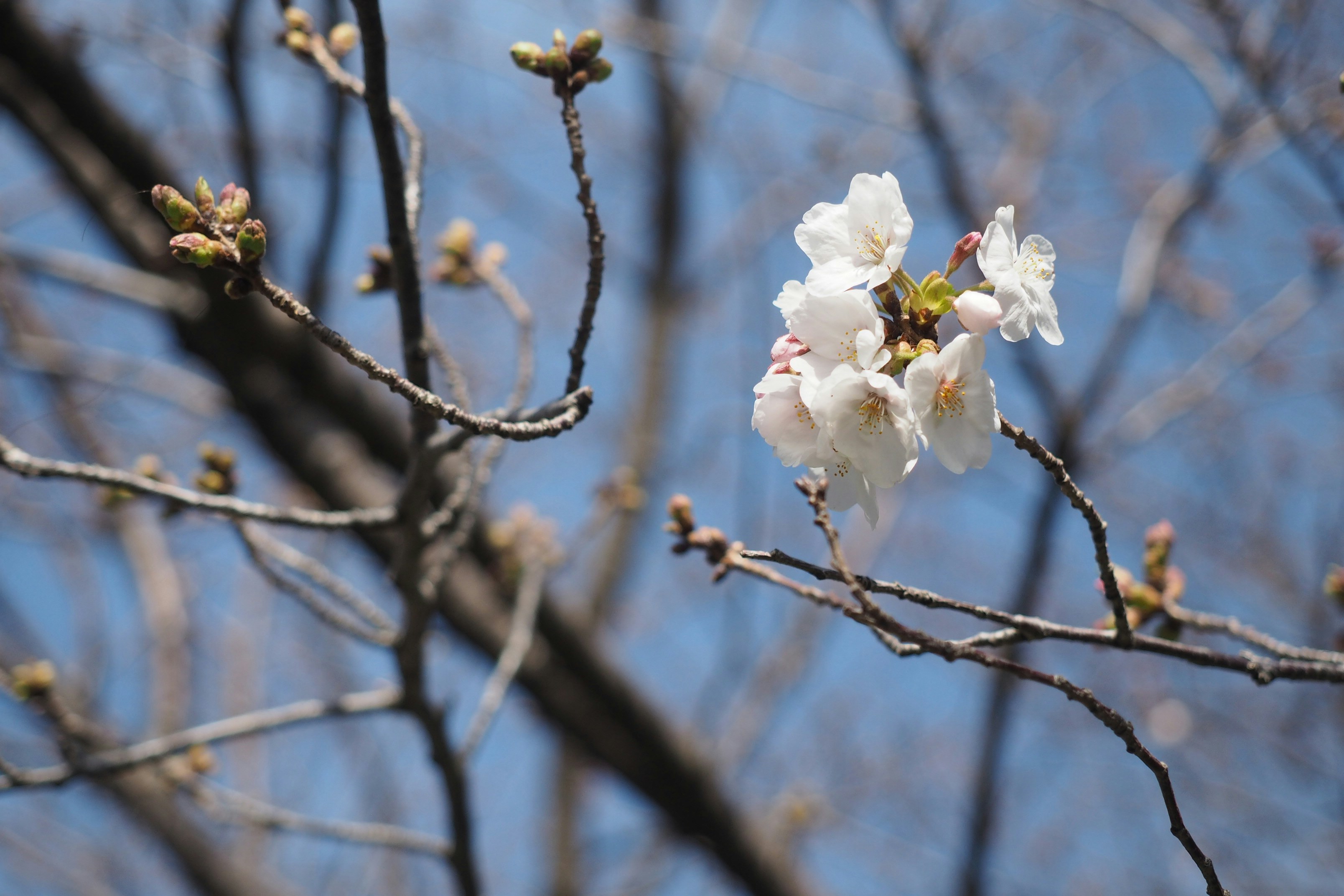 Blossom on a Thin Branch Against a Cerulean Sky