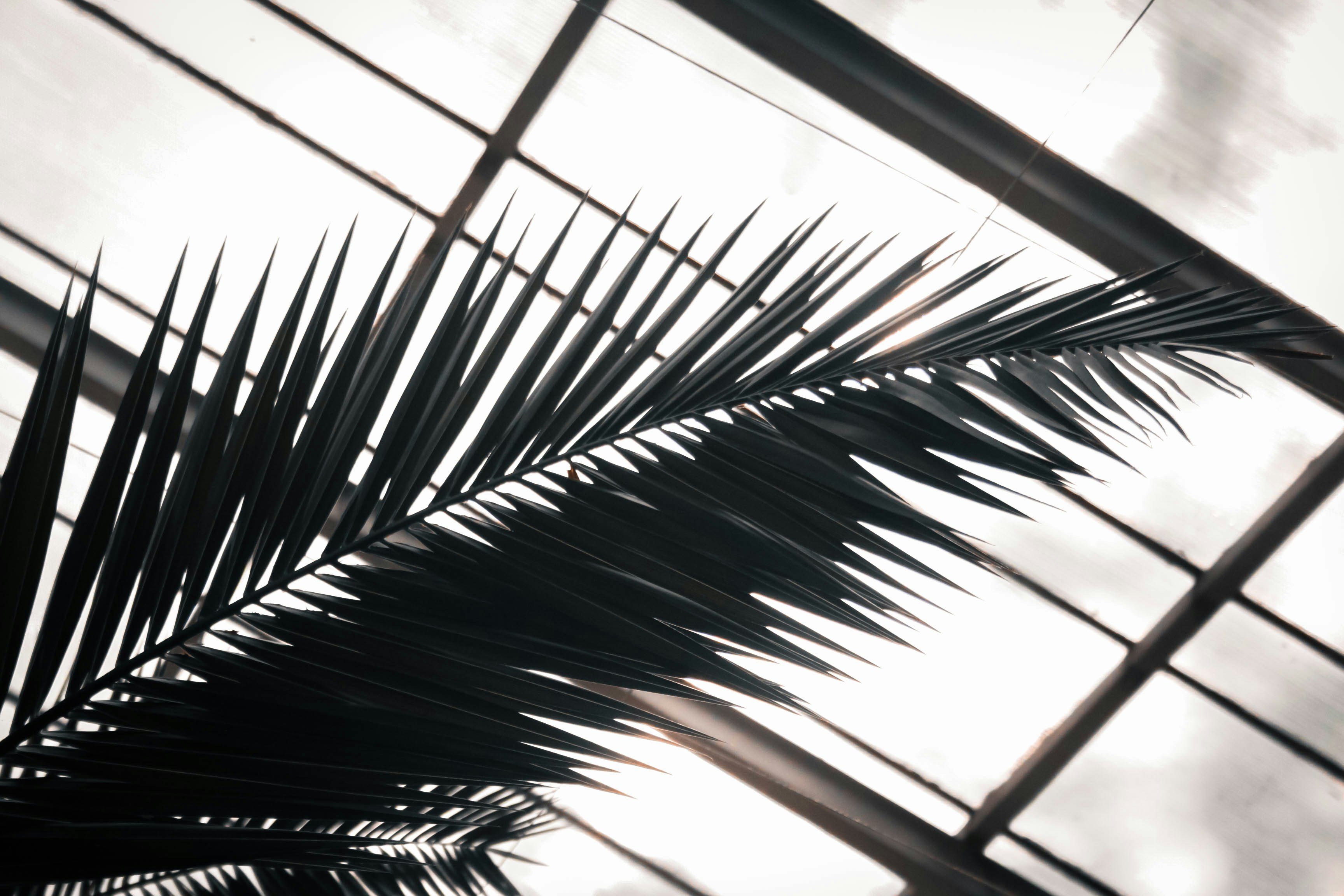 Dark palm frond against a bright, airy greenhouse ceiling, showcasing the interplay of light and shadow.