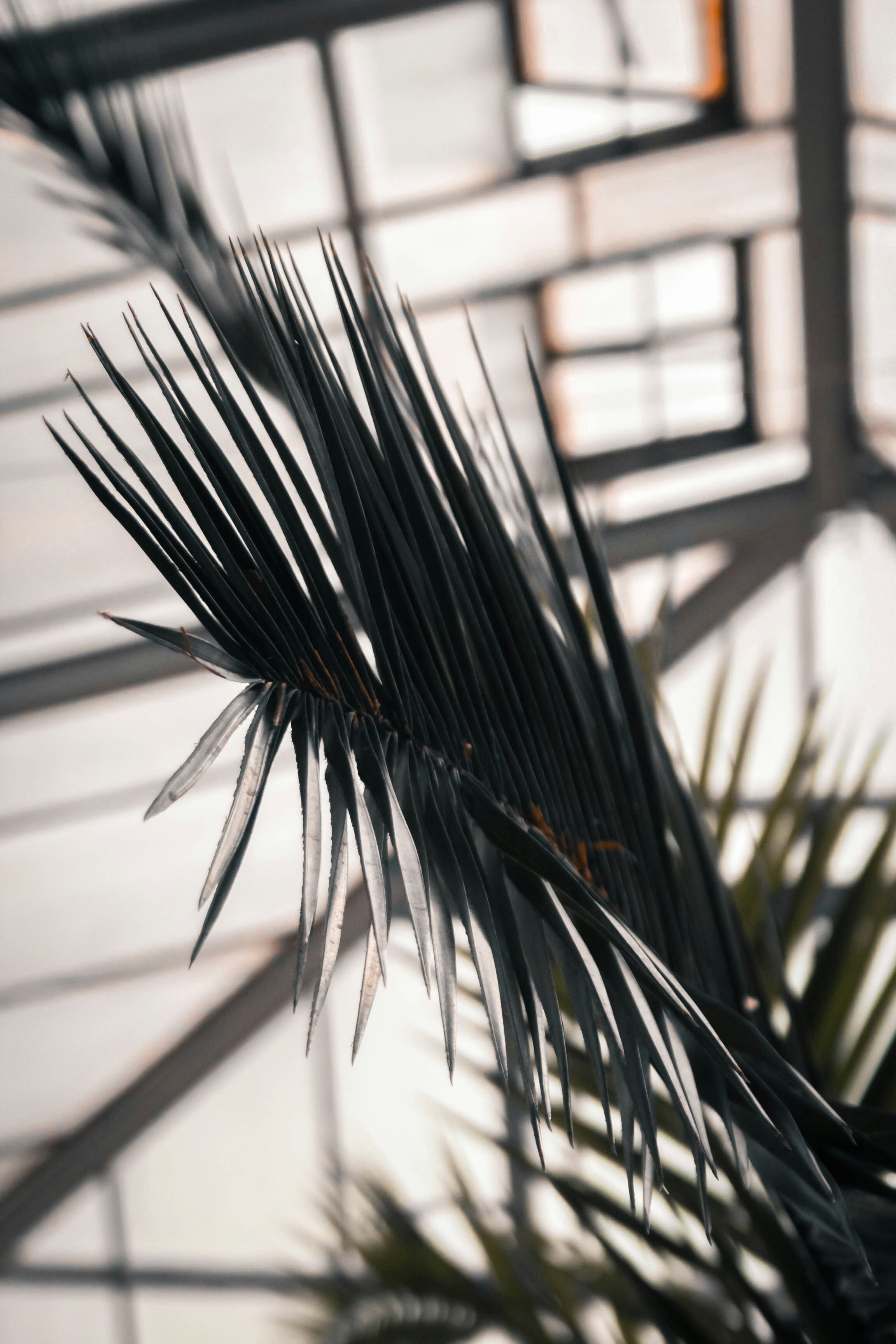 Close-up of a palm leaf reaching towards the light in a greenhouse, showcasing intricate textures and shapes.