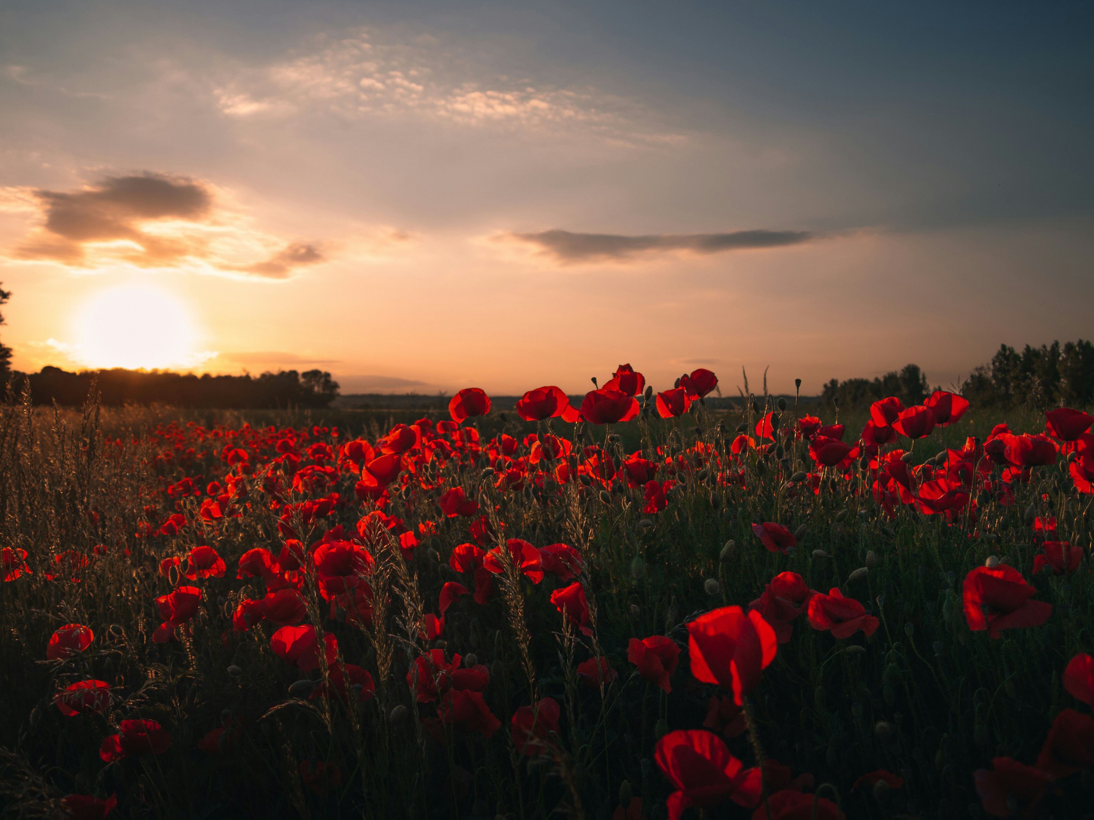 Field Of Flowers At Sunset