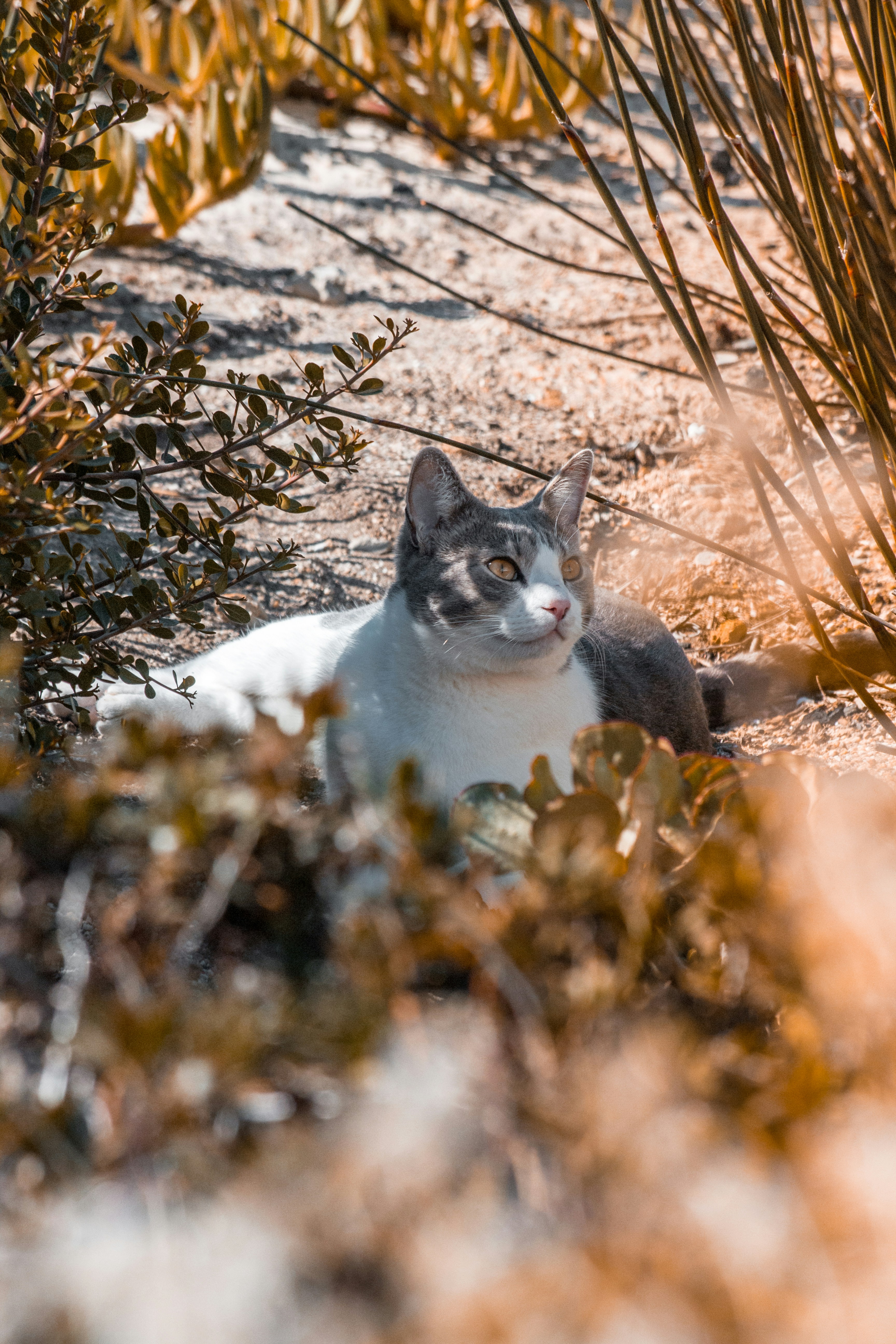 A gray and white cat lounges comfortably among lush greenery, exuding tranquility in a sunlit setting.