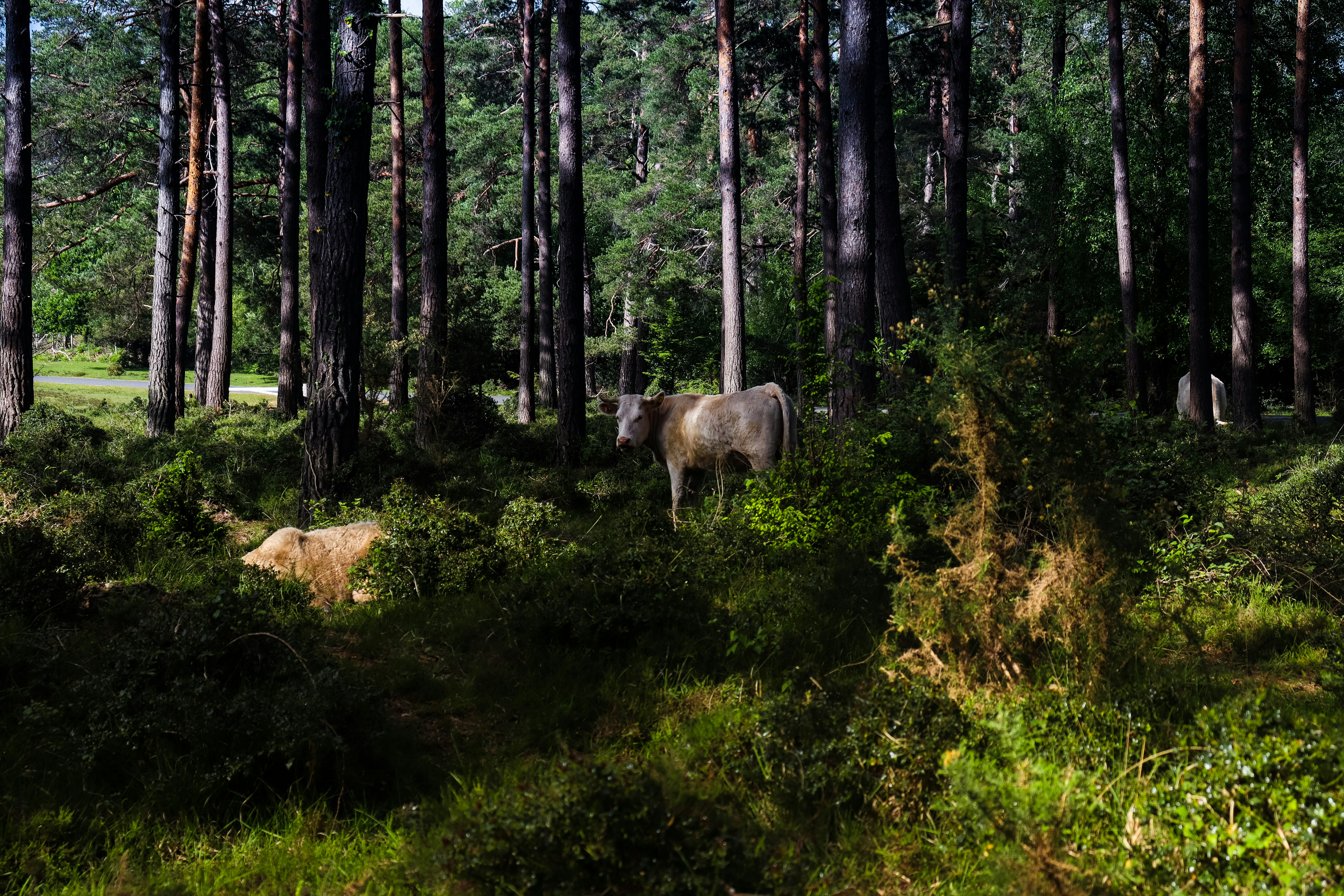 Quiet Clearing: A Pair of Horses Among Pines