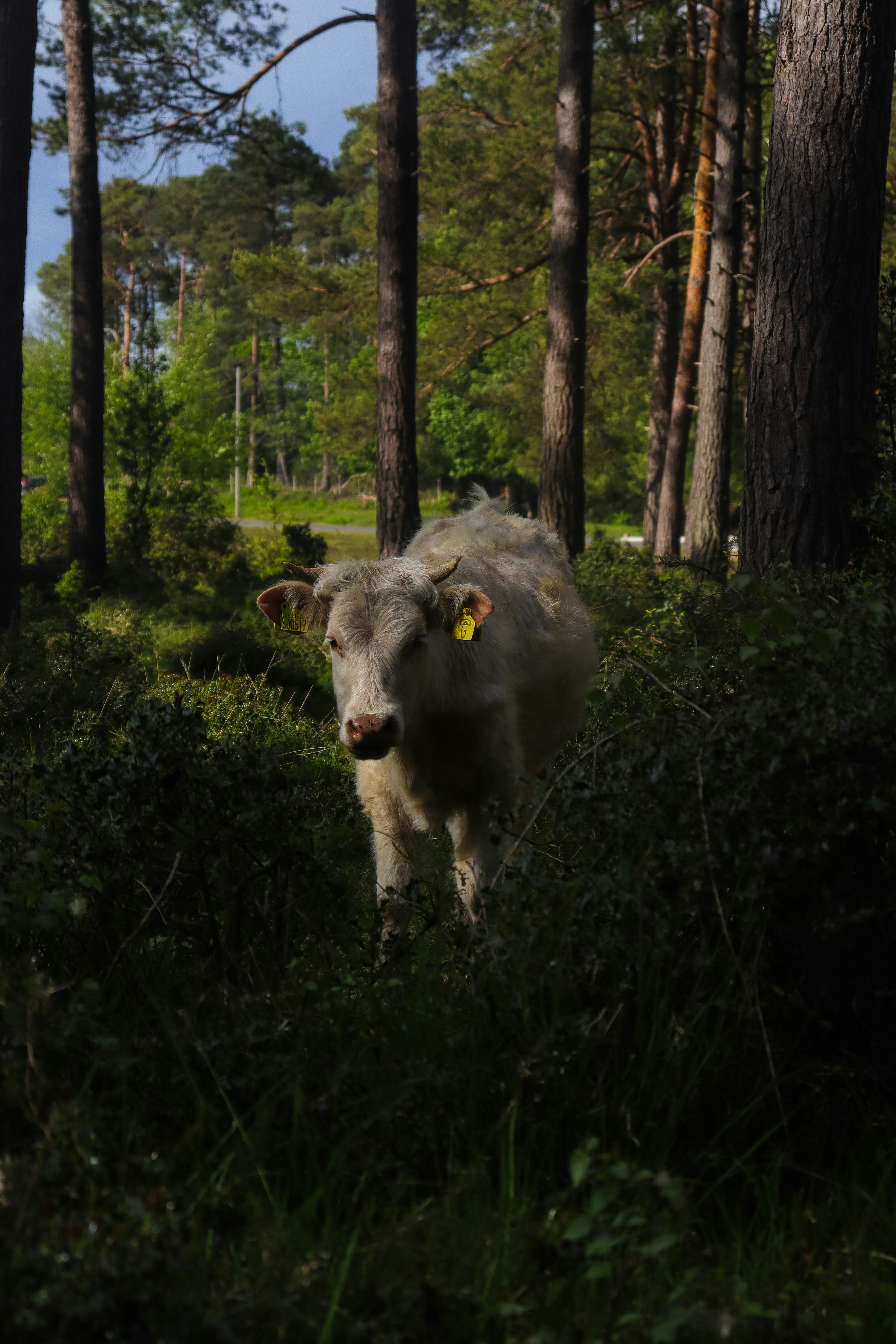 Lone Grazing Cow in a Sun-Dappled Pine Forest