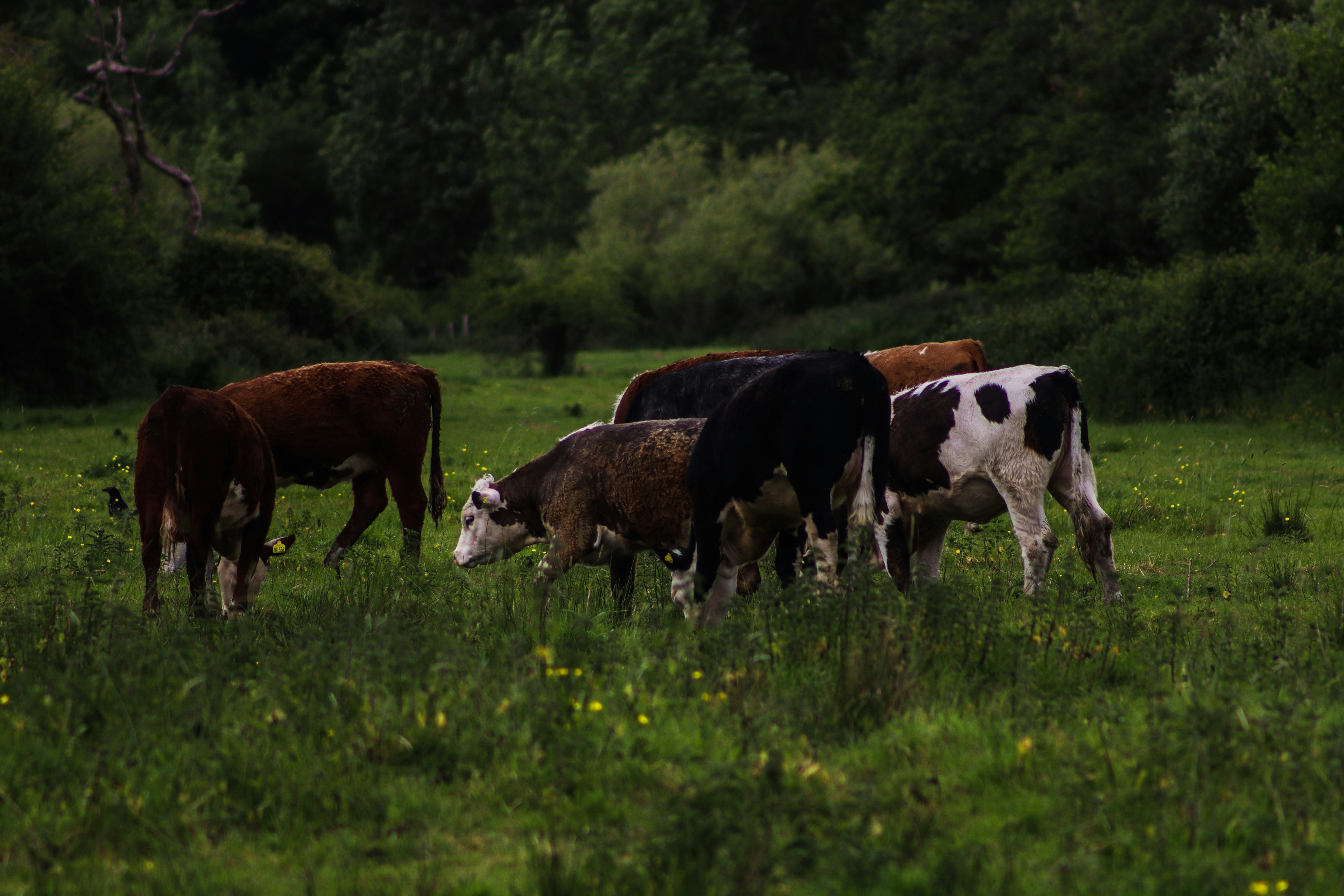 Cows grazing in lush green field surrounded by dense foliage under soft daylight.
