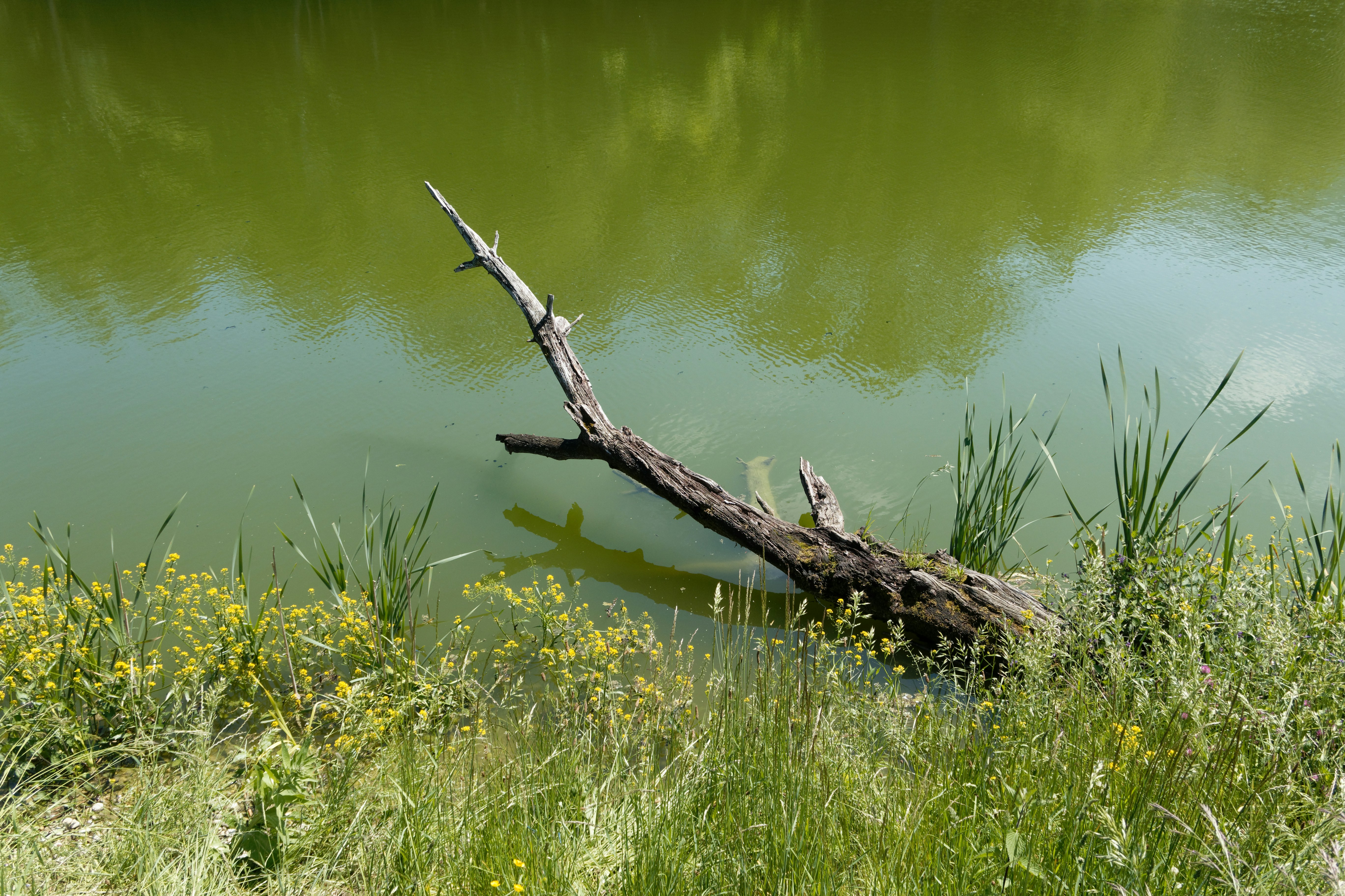 A weathered log extends into a tranquil green pond, surrounded by lush grass and wildflowers. The scene captures the essence of calmness and natural beauty.