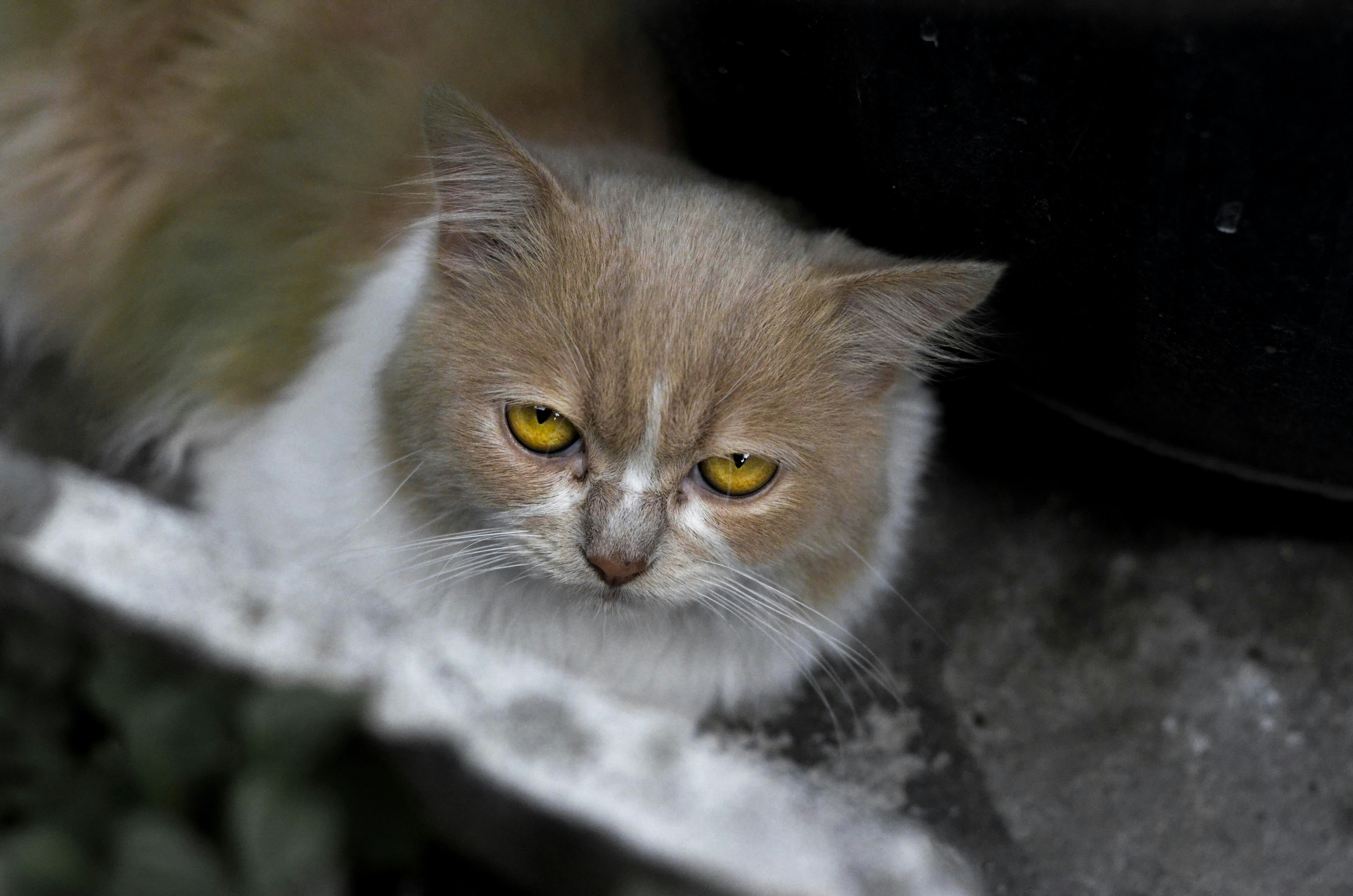 Fluffy cat with intense yellow eyes peering from a shadowy corner.