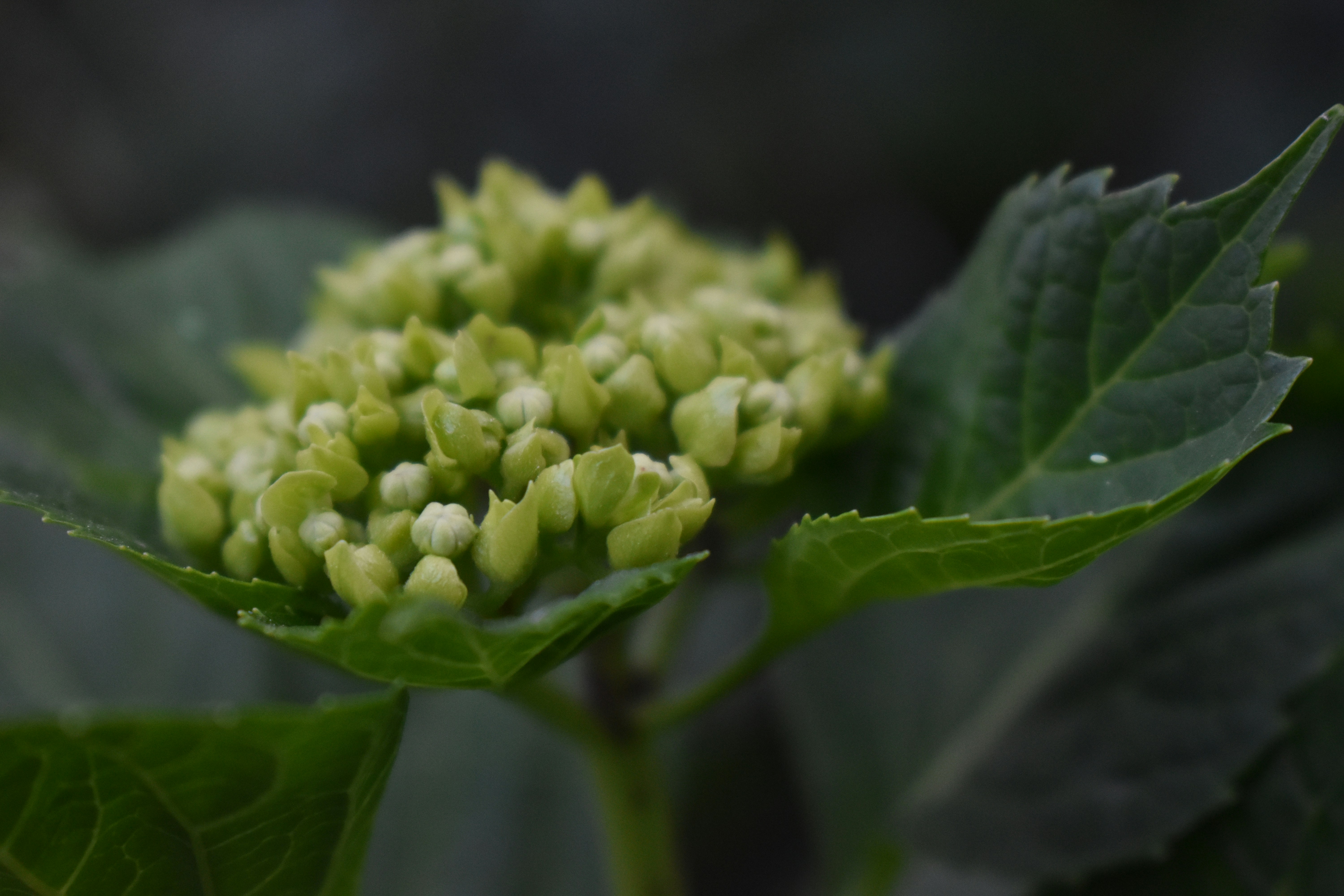 Green flower bud in close up photography photo – Free Flower Image on ...