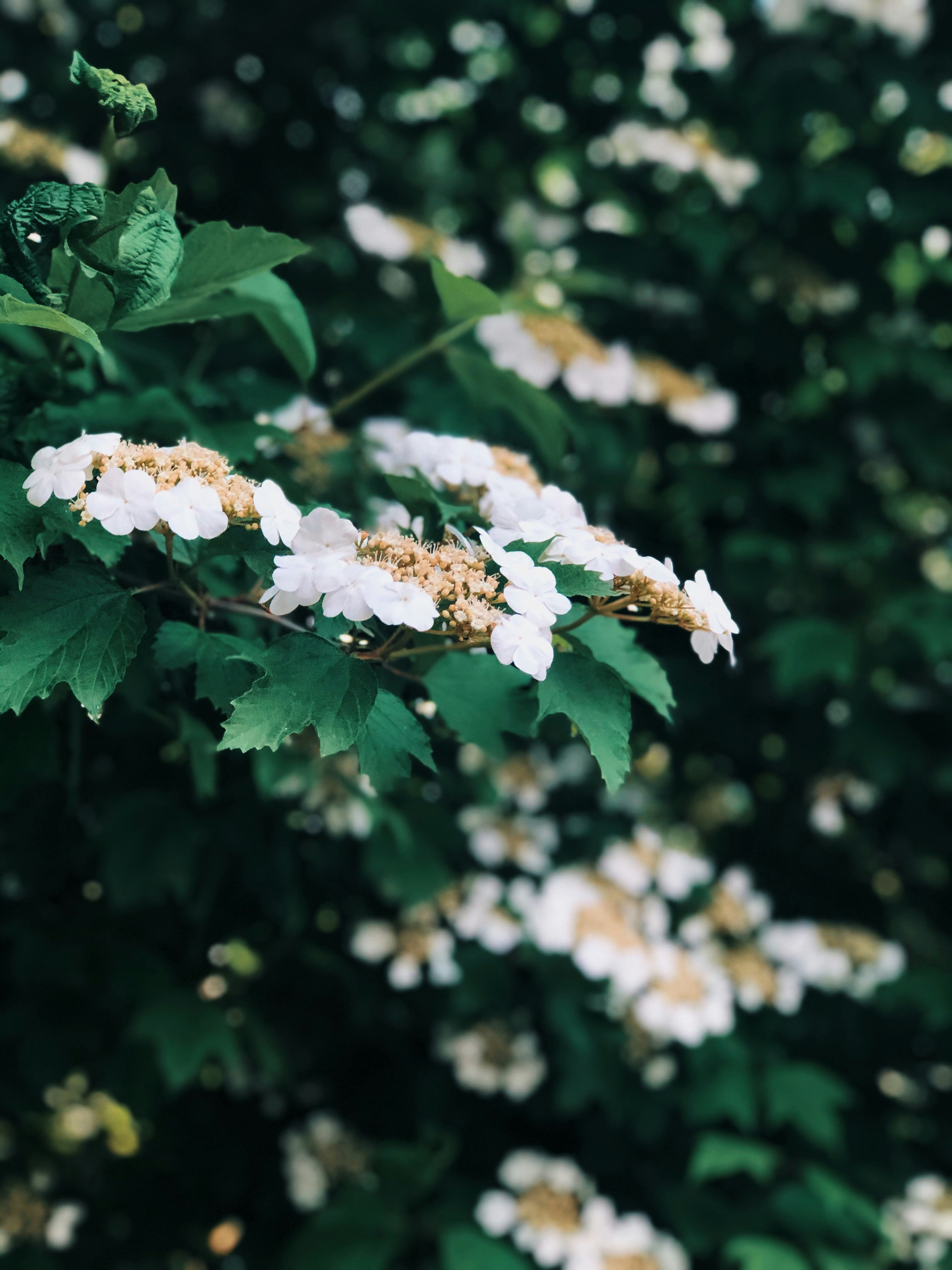 Whispers on a Green Hedge: White Blooms in Soft Light