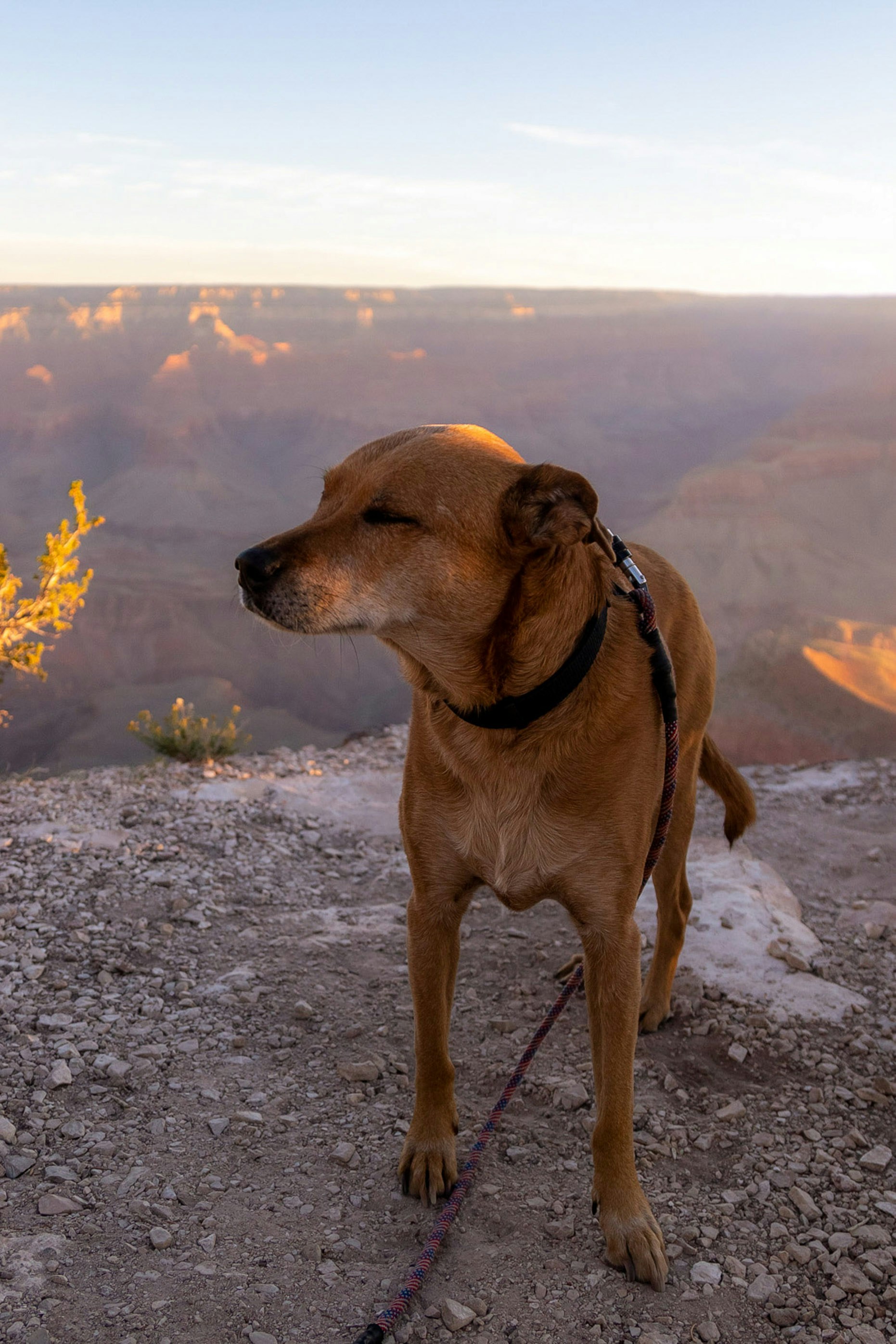 A dog stands on the rim of a canyon, gazing into the distance as the sun sets, casting warm hues across the landscape.