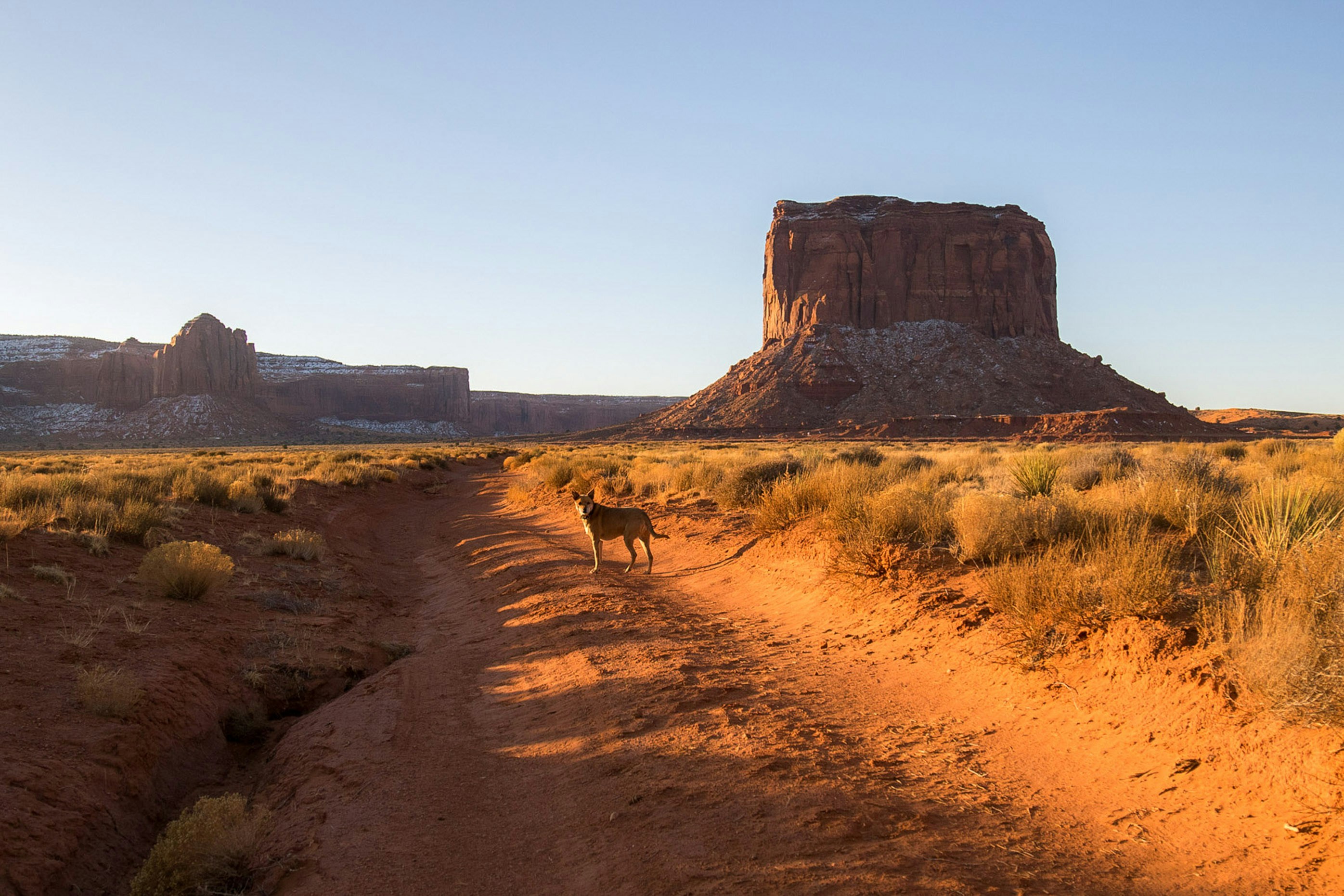 A dog stands on a sandy path leading to a towering rock formation in Monument Valley, framed by the warm hues of dawn.