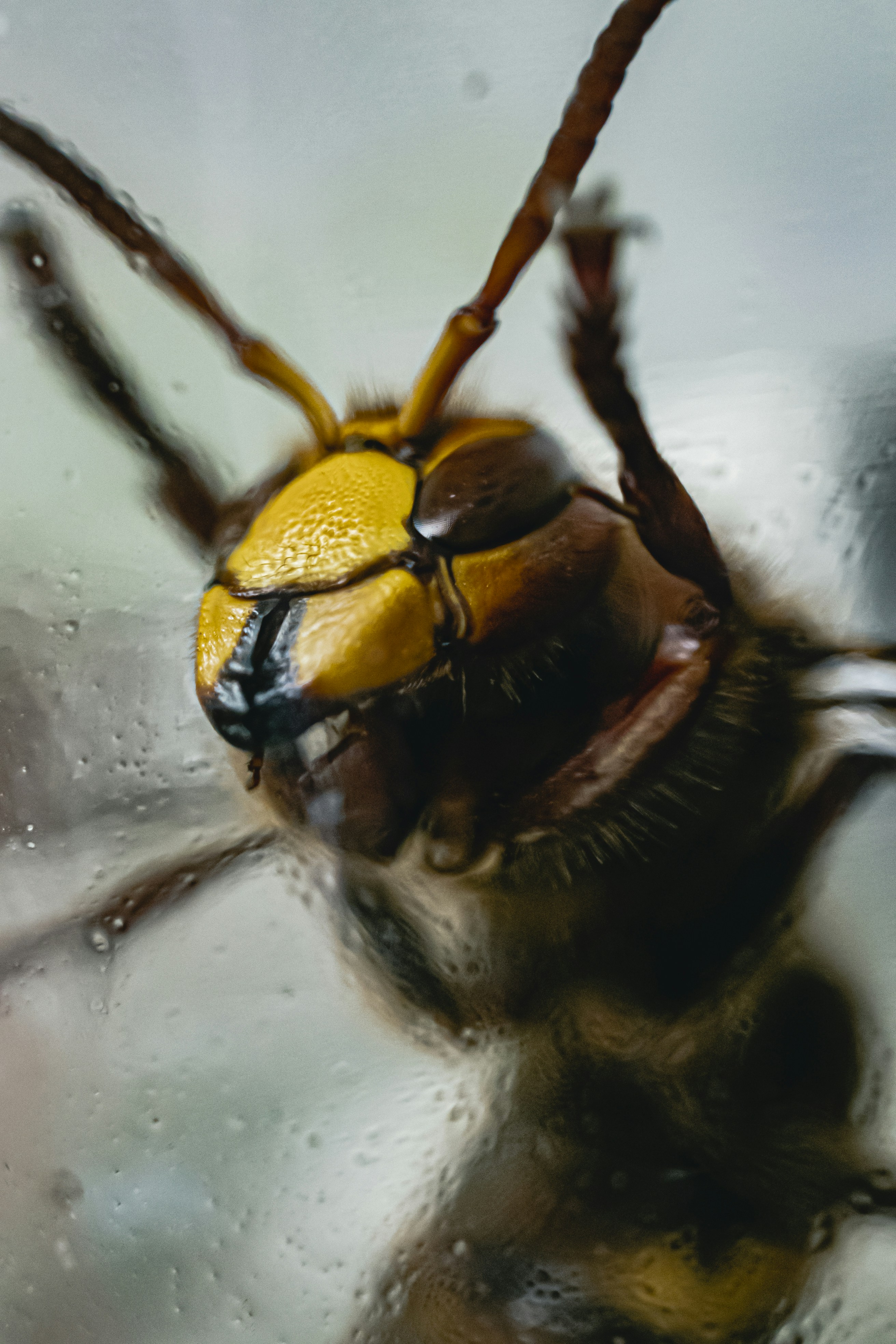 Close-up of a hornet's face, showcasing its detailed features and vibrant colors through a rain-speckled window.