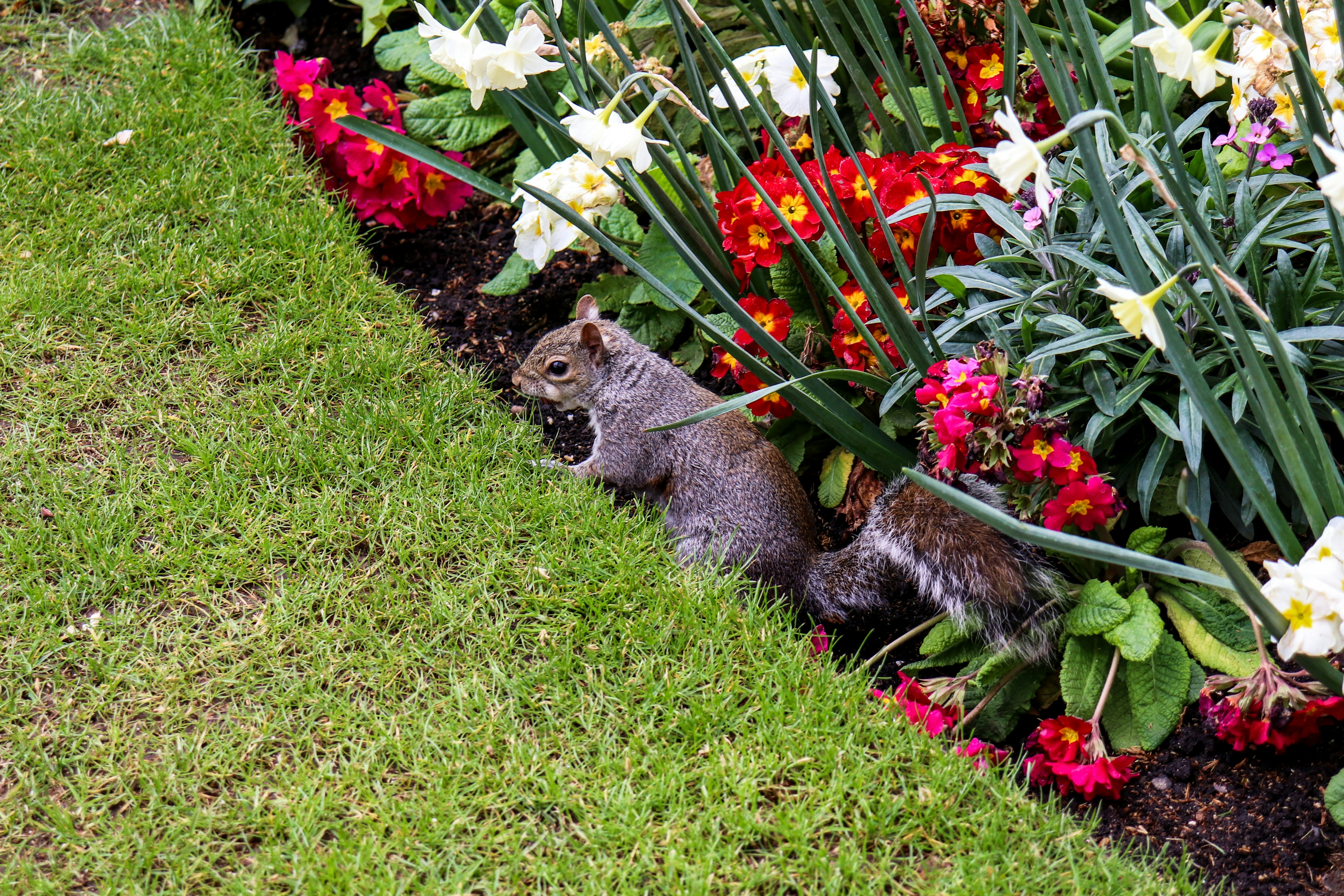 Squirrel at the Floral Border: a quiet moment among blooms