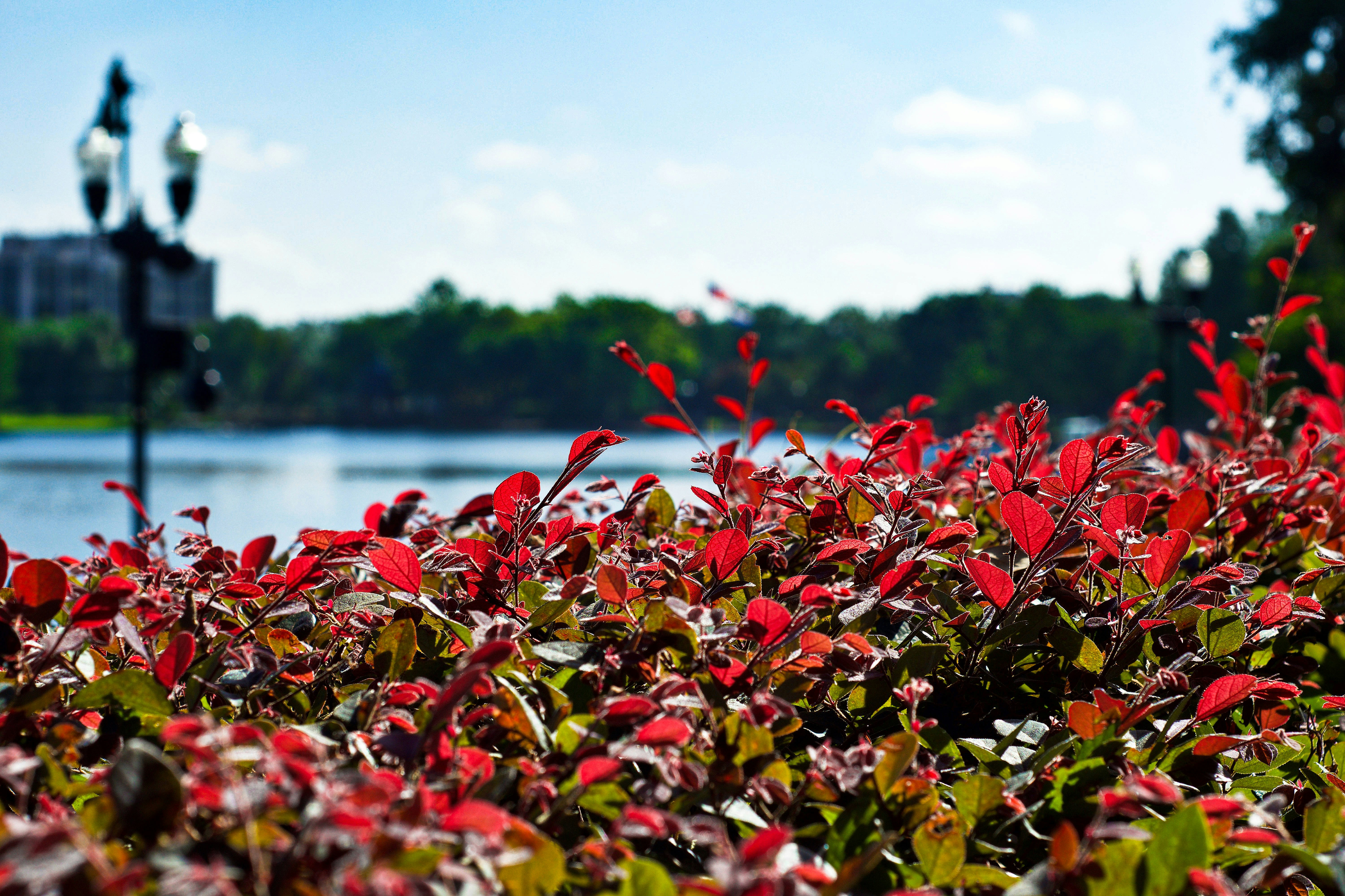 Red flowers near body of water during daytime photo – Free Orlando ...