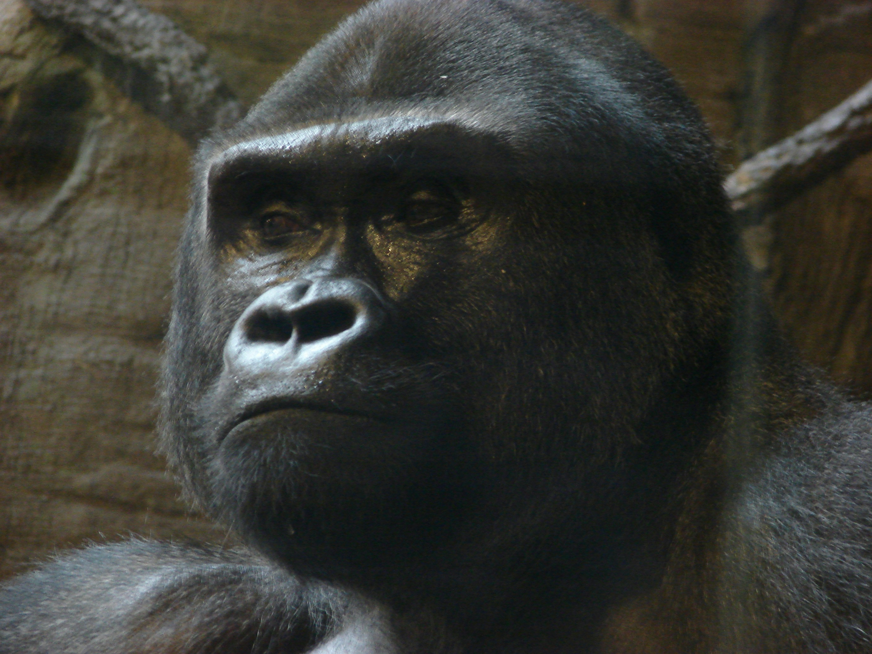 Gorilla close-up with a contemplative gaze, carved by shadowed facial features and a subtle highlight on the brow. A naturalistic portrait captured in a dim, rocky habitat.