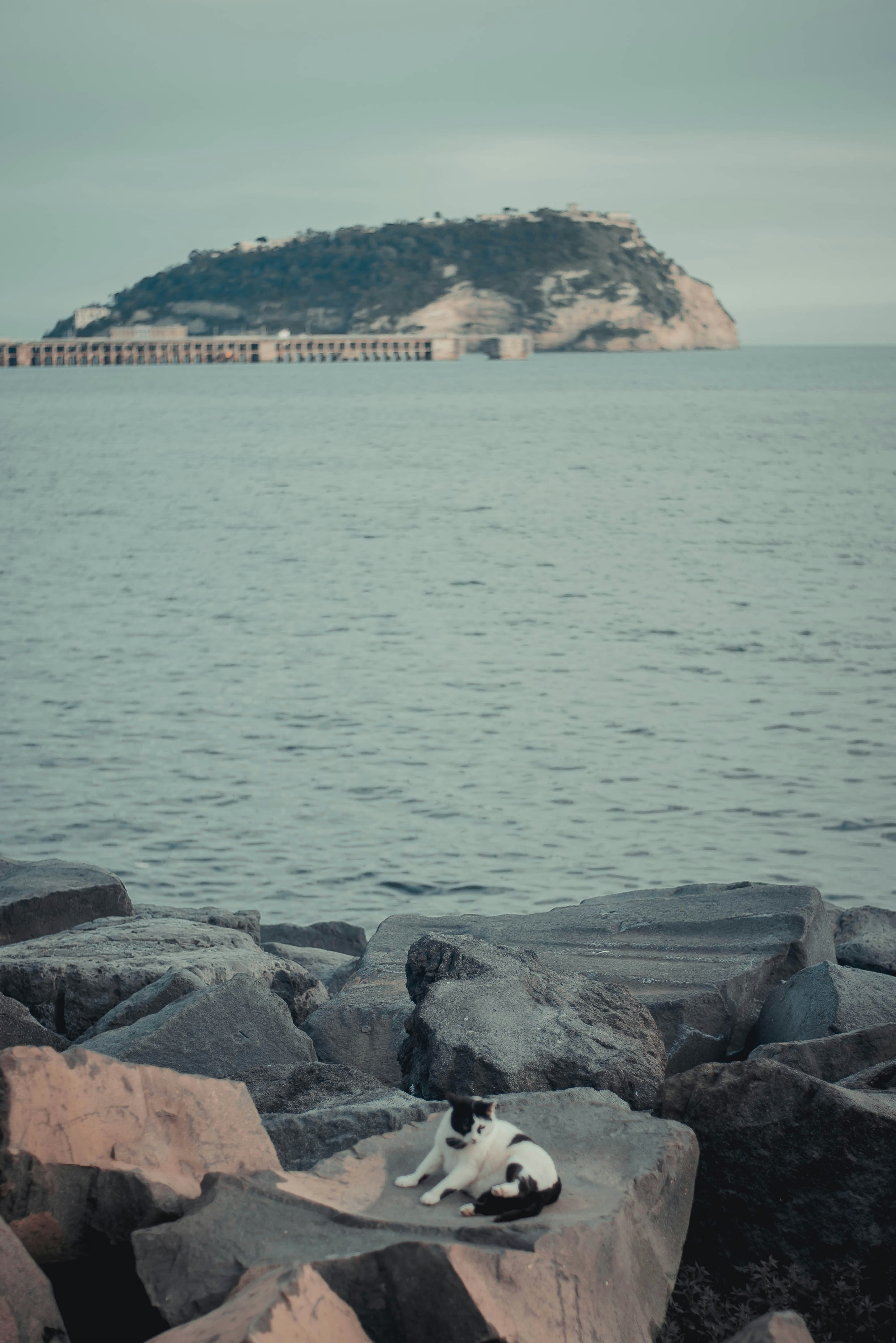 Tuxedo Cat on the Breakwater: Quiet Seas, Distant Island