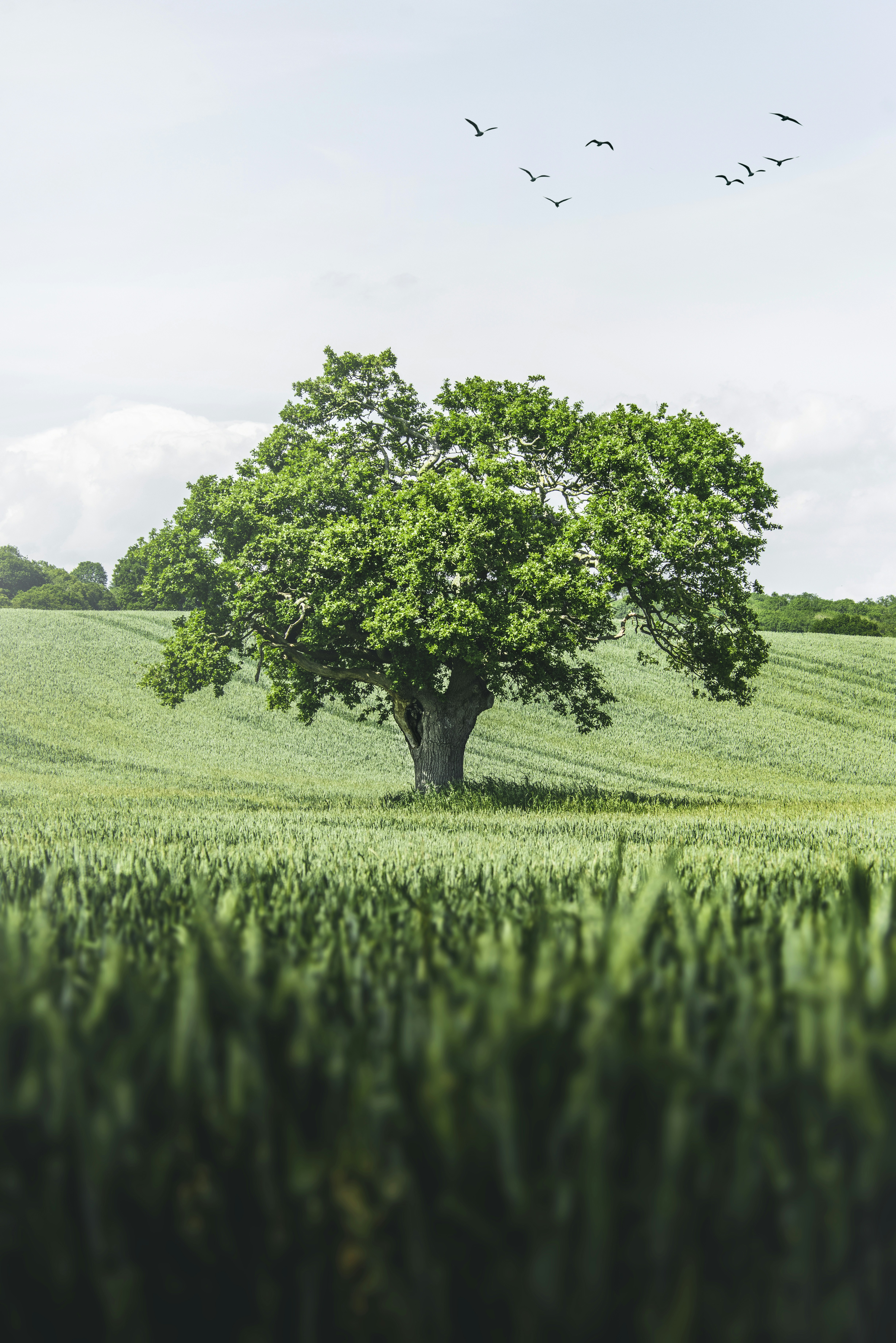 550+ Oak Tree Pictures | Download Free Images on Unsplash