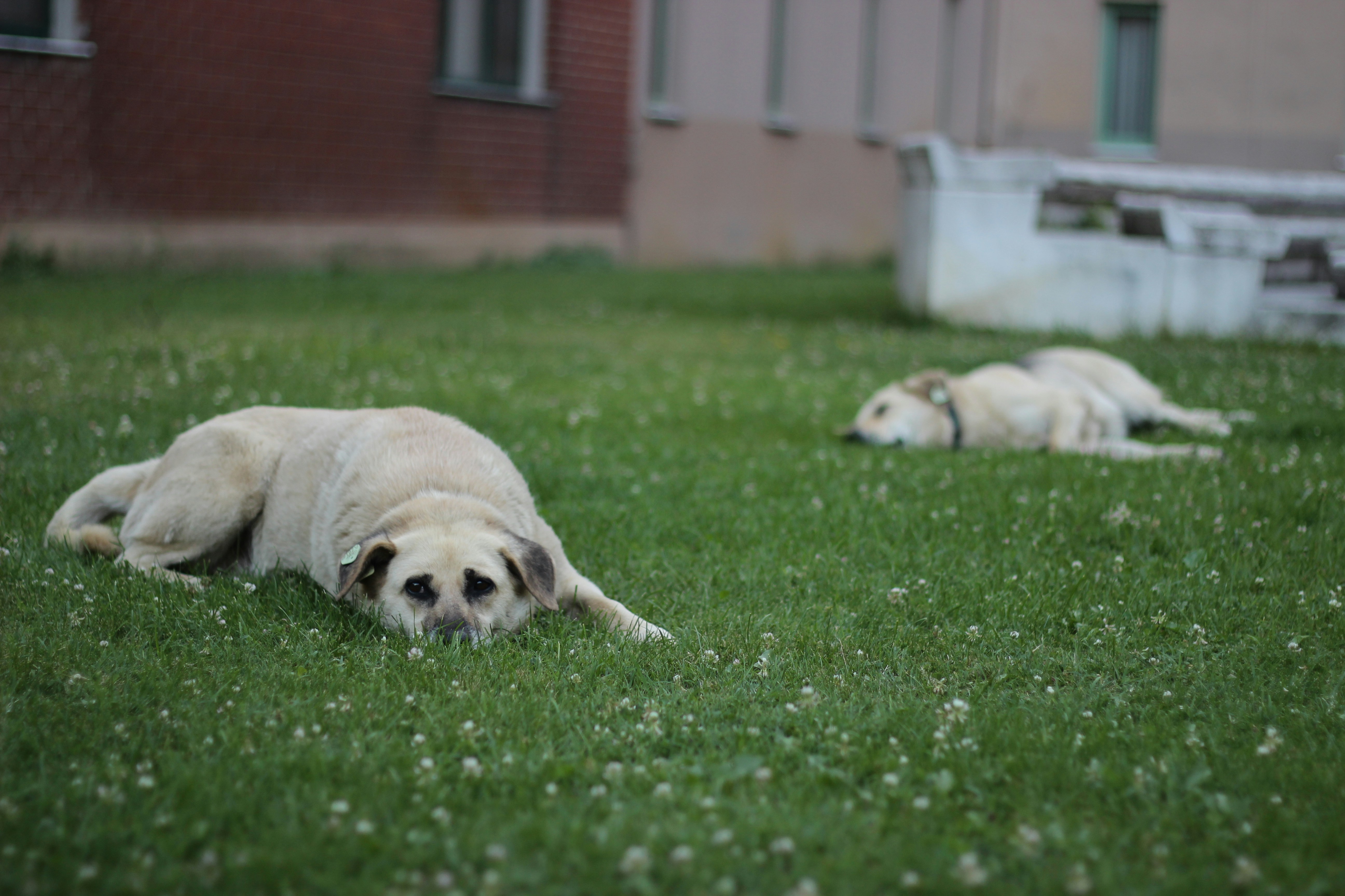 Two relaxed dogs lounging on a grassy field, embodying tranquility in a serene outdoor setting.
