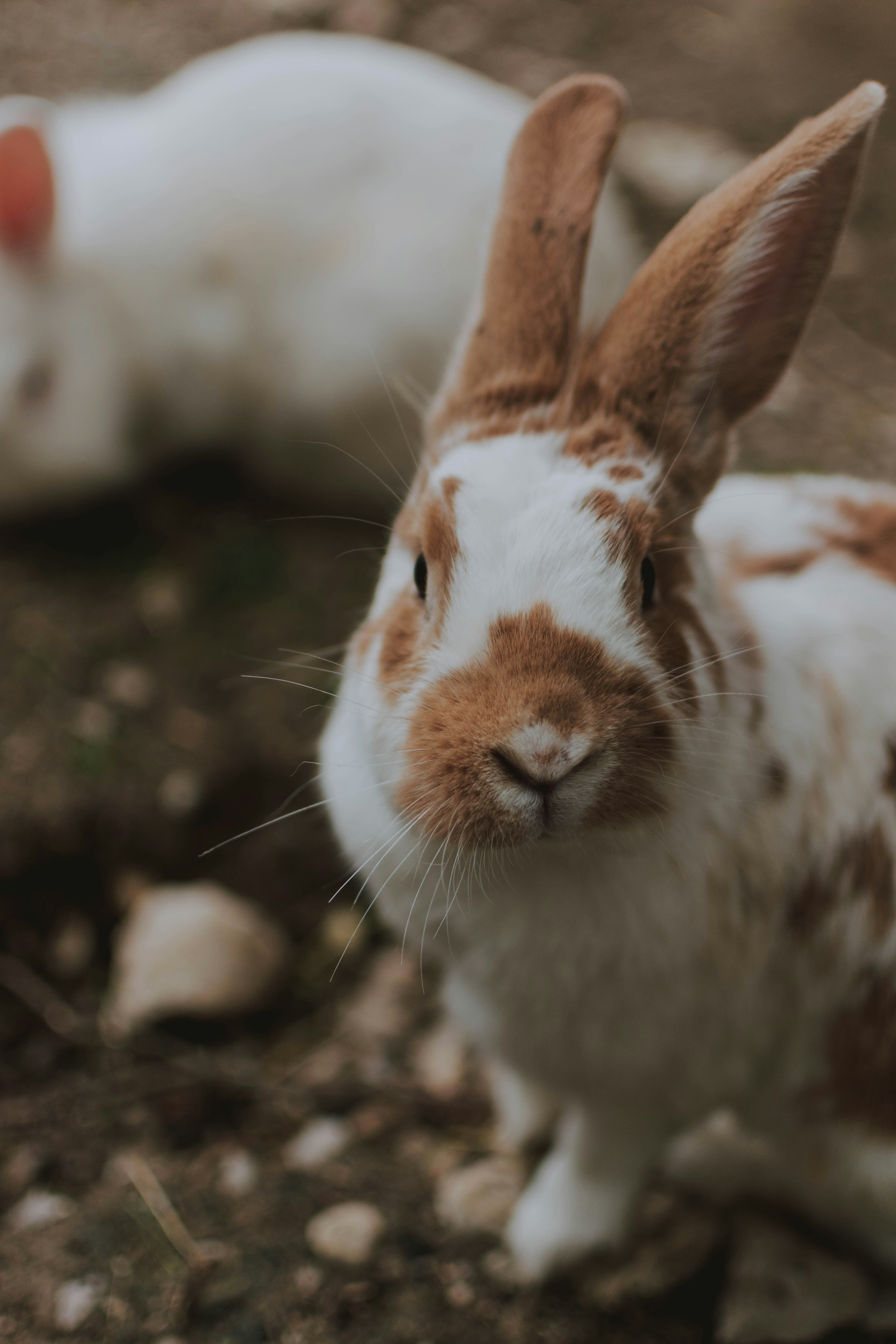 Brown And White Spotted Rabbit