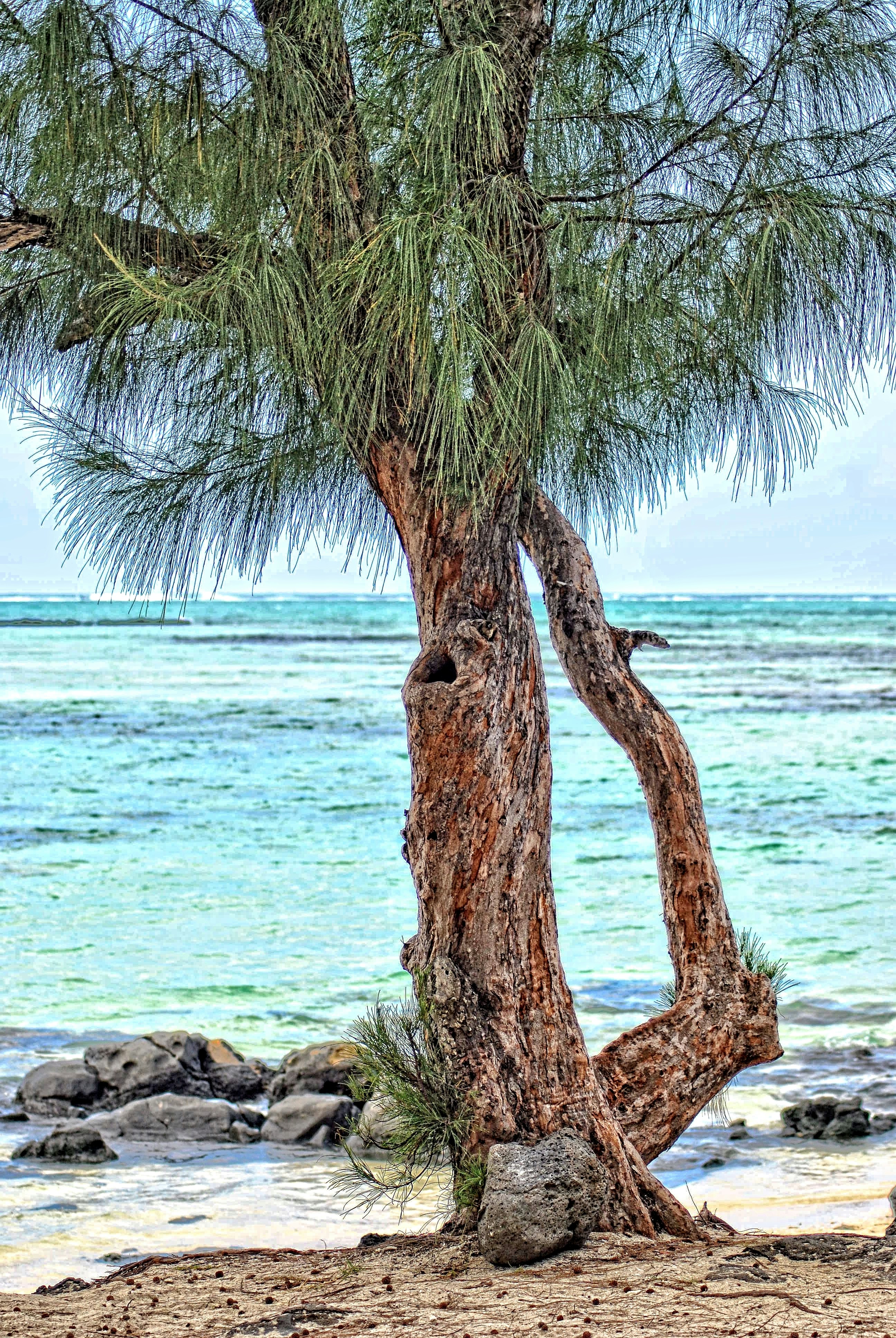 Tree on the beach