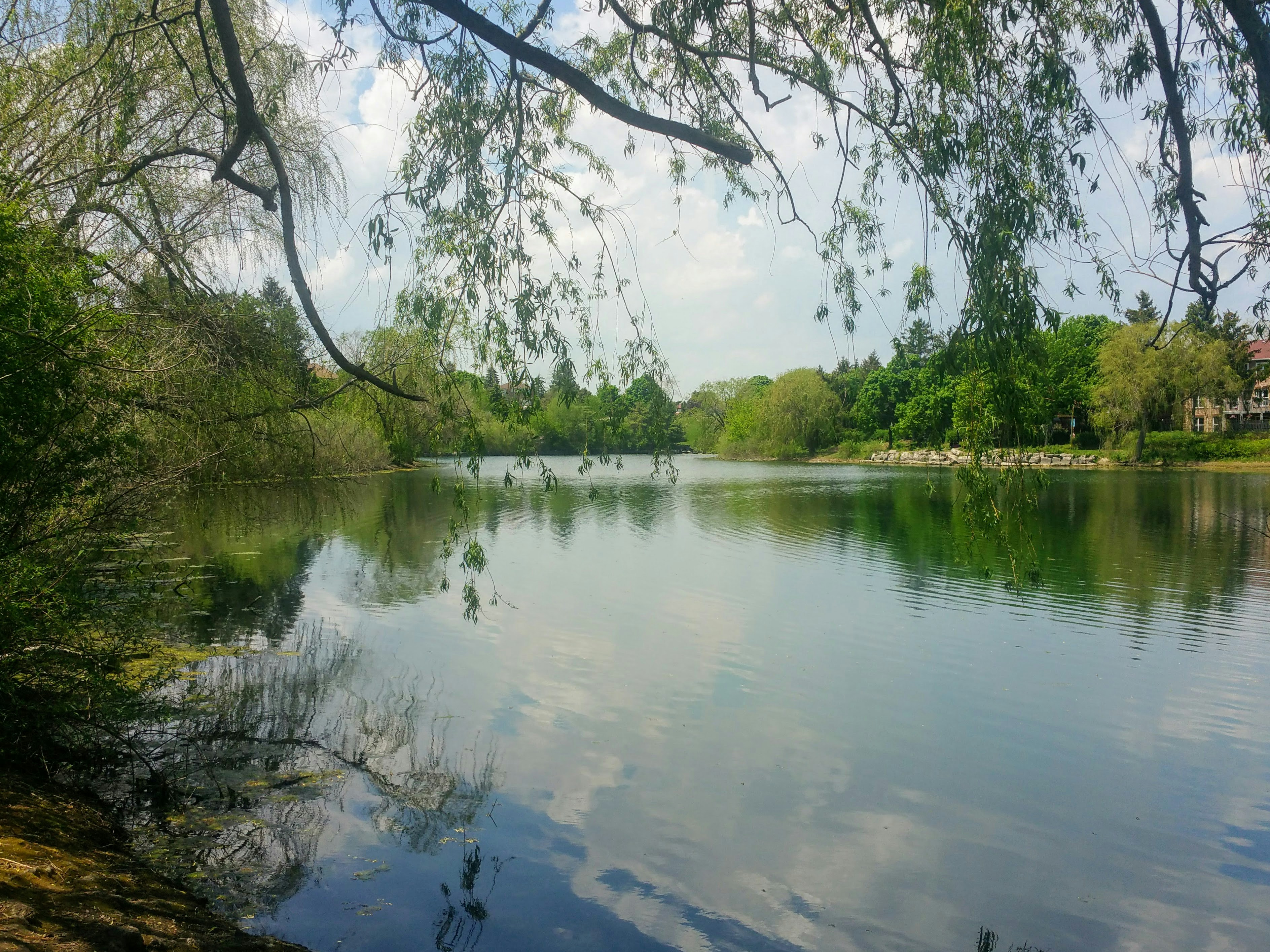 Green trees beside river during daytime photo – Free Summer Image on ...