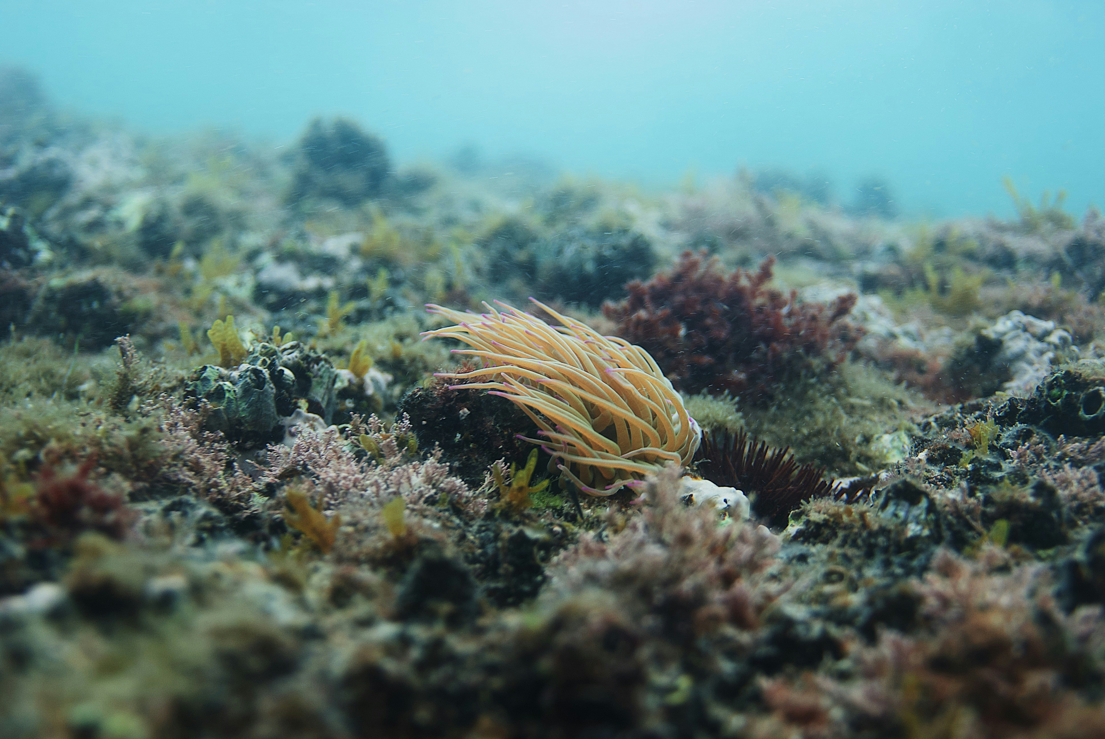 Vibrant underwater scene showcasing diverse marine life and coral formations, with a delicate anemone swaying gently among the rocks.