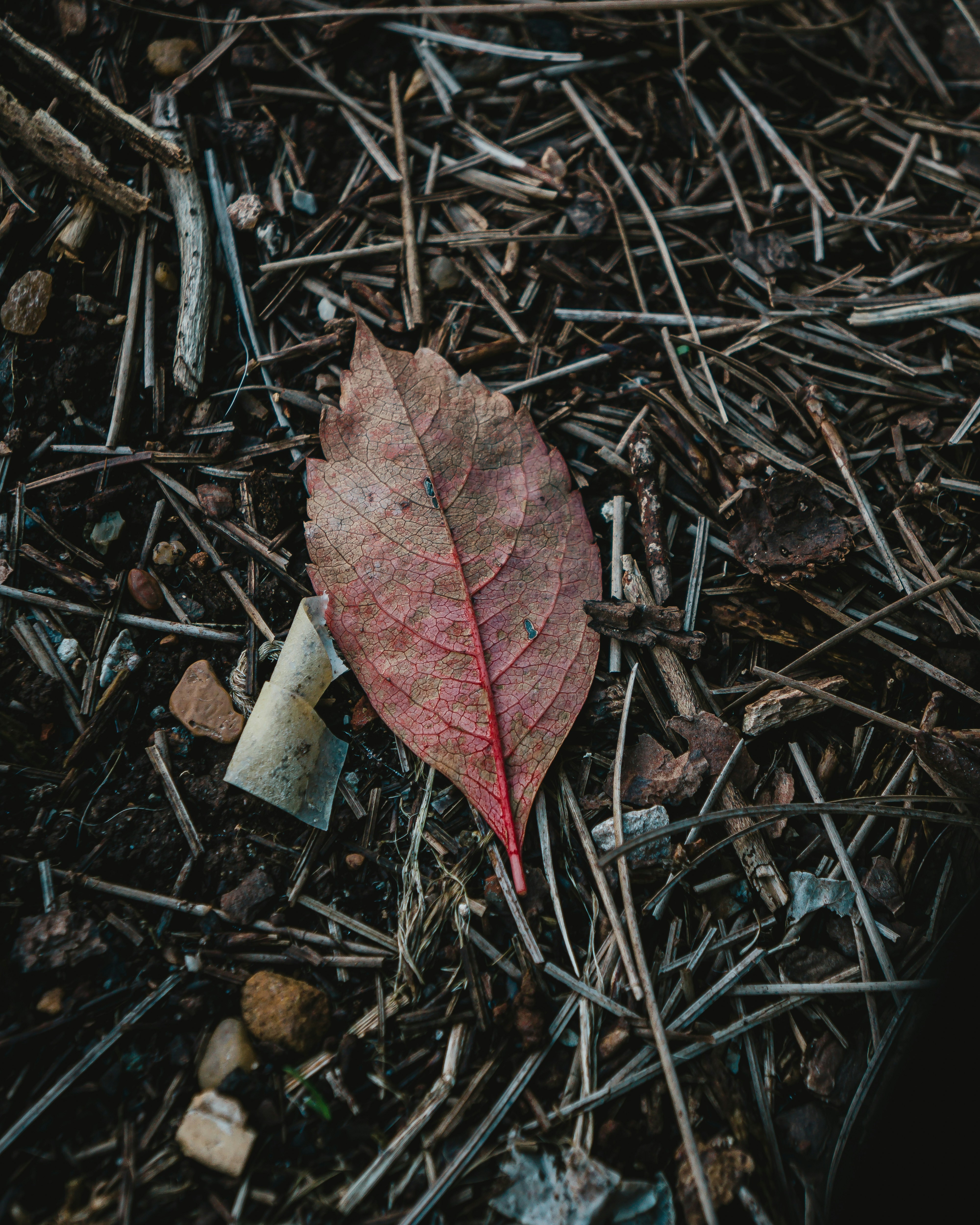 A vibrant red leaf rests on a bed of earthy debris, highlighting the contrast of autumn hues. The surrounding textures add depth to the composition.