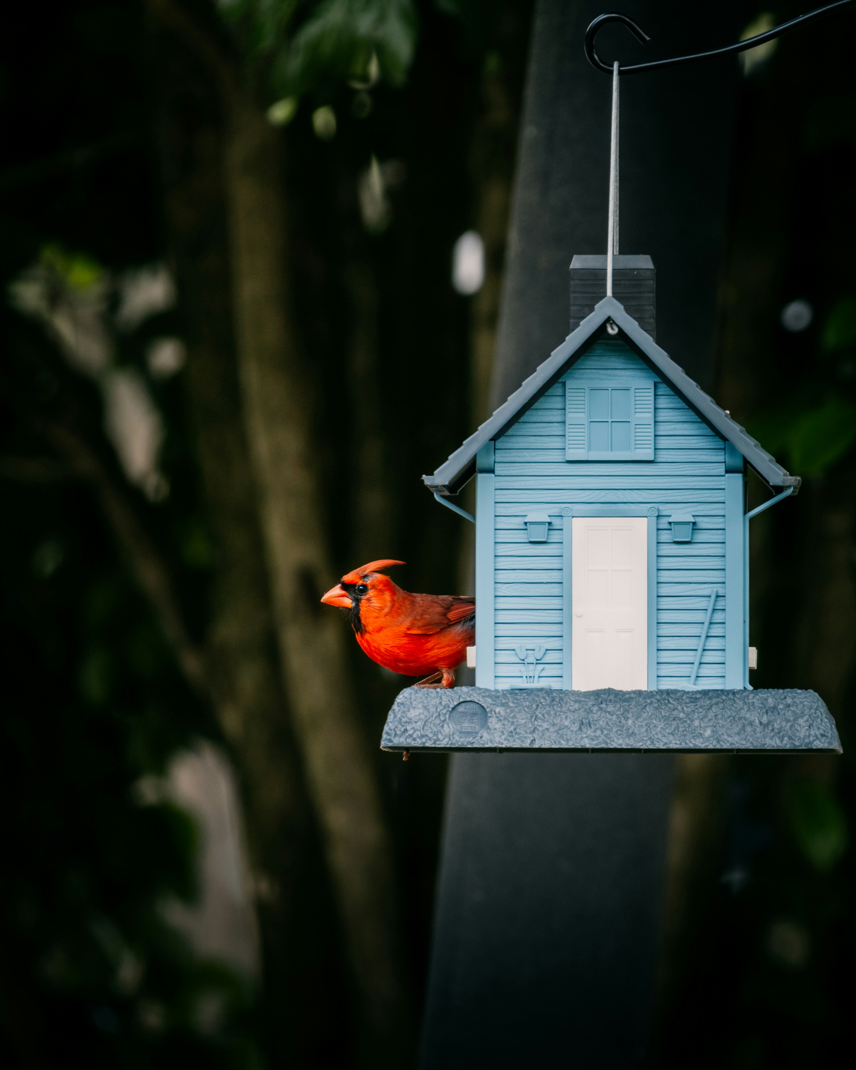 Bright red cardinal perched beside a charming blue birdhouse, surrounded by lush greenery.