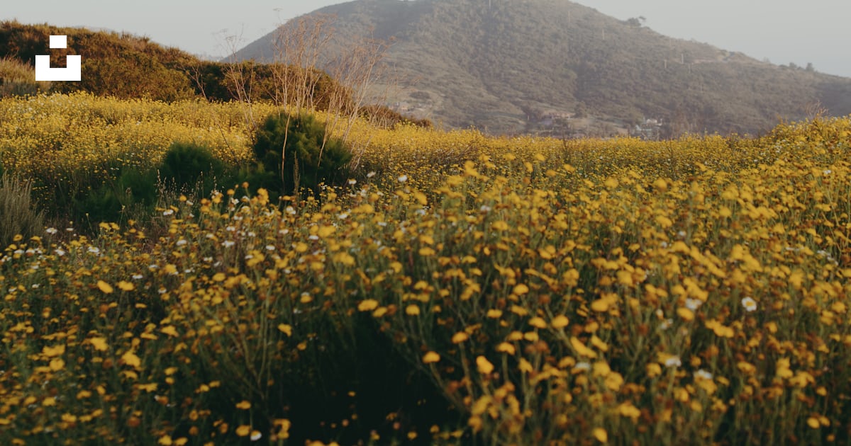 Yellow flower field near mountain during daytime photo – Free San ... Yellow flower field near mountain during daytime photo – Free San ...