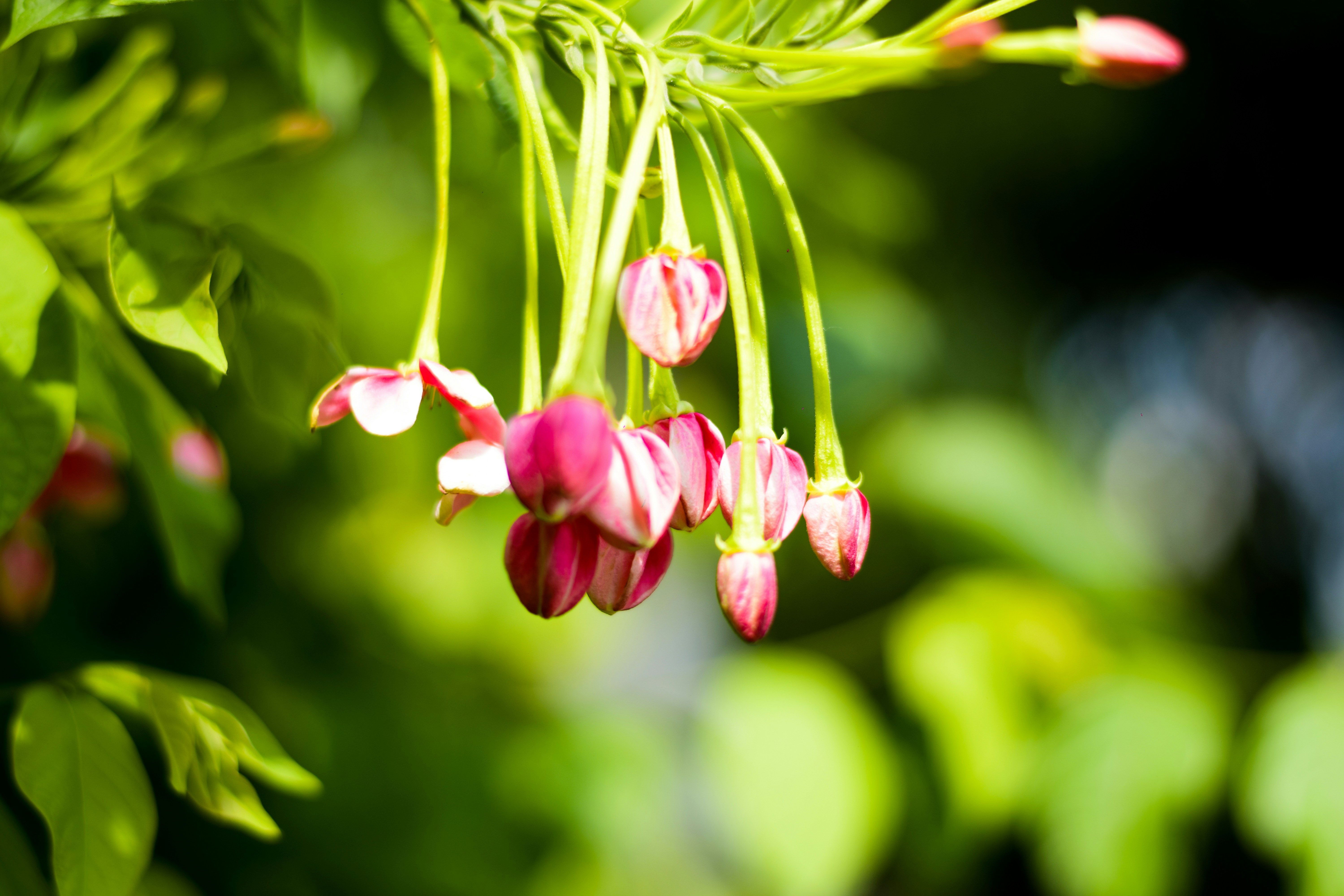 Cluster of pink flower buds hanging gracefully among vibrant green foliage.